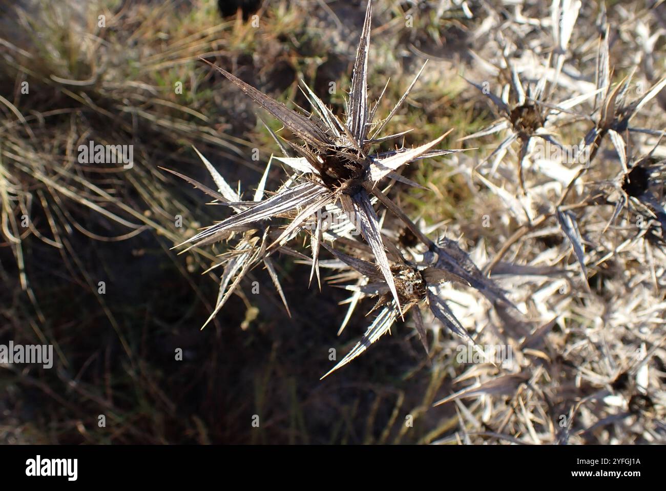 Weed African Thistle (Berkheya rigida Stock Photo - Alamy