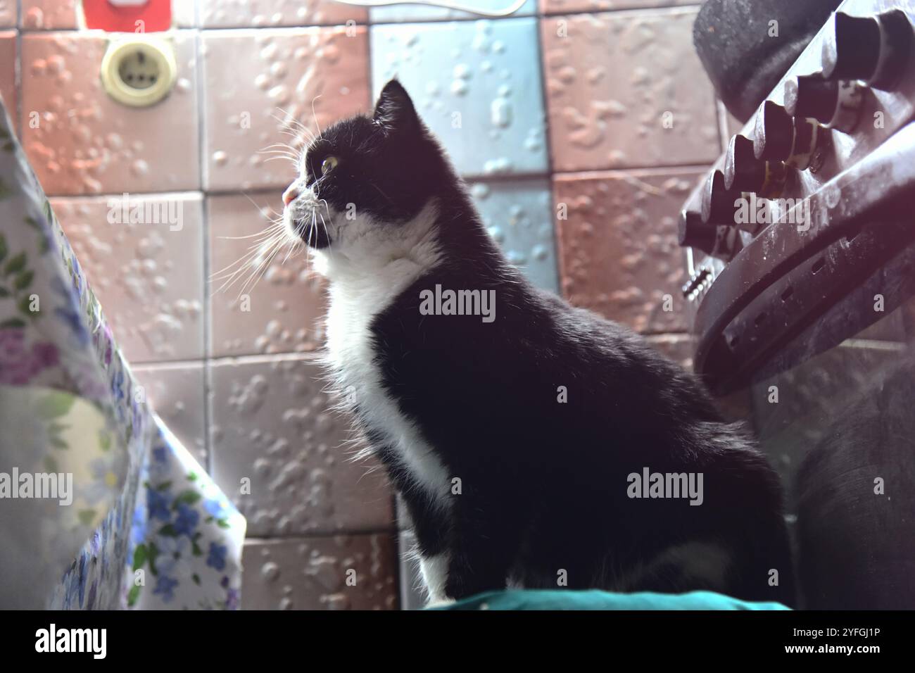 Cat full body looking at camera, looking at camera Stock Photo - Alamy