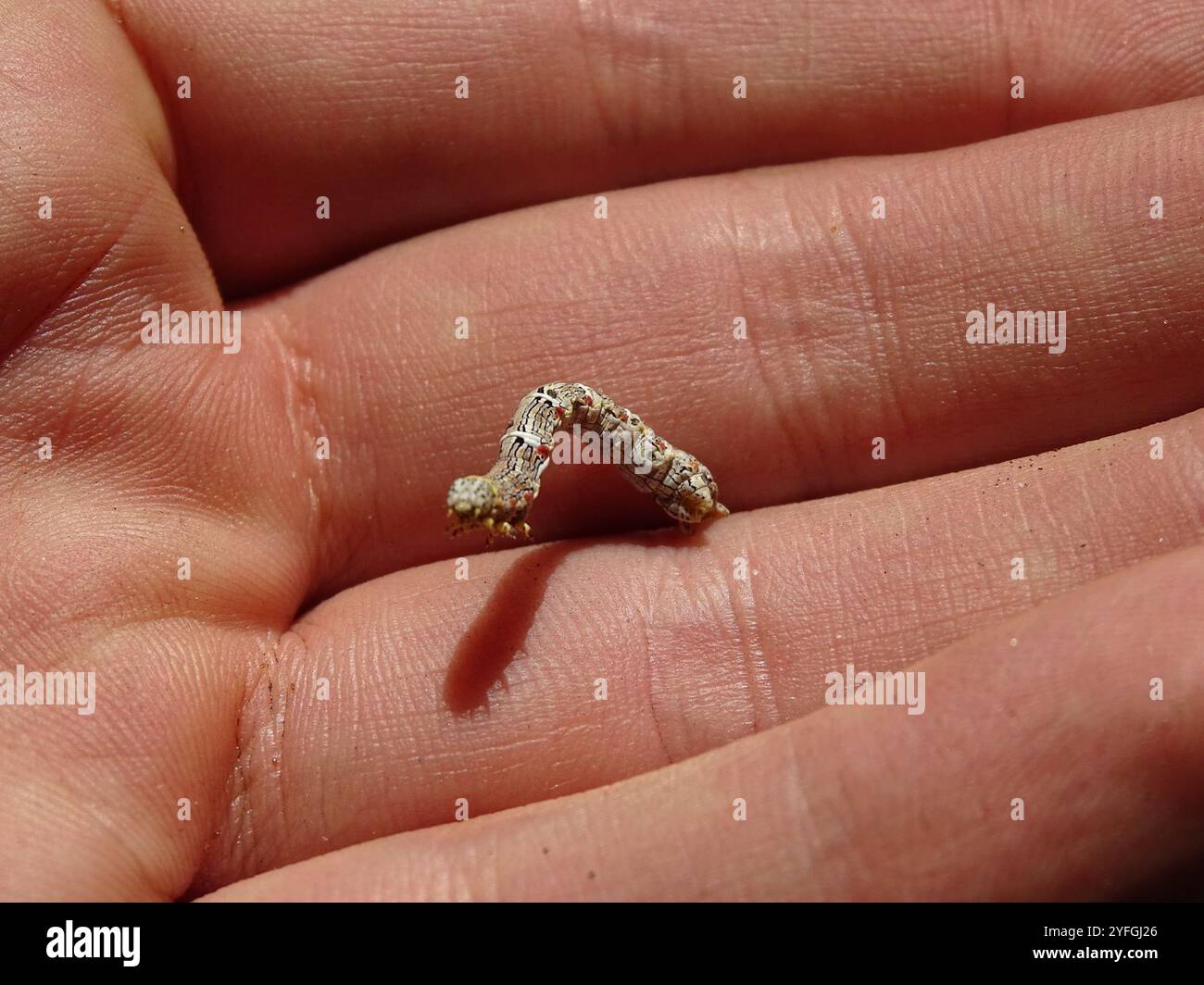 Woolly Gray Moth (Lycia ypsilon Stock Photo - Alamy