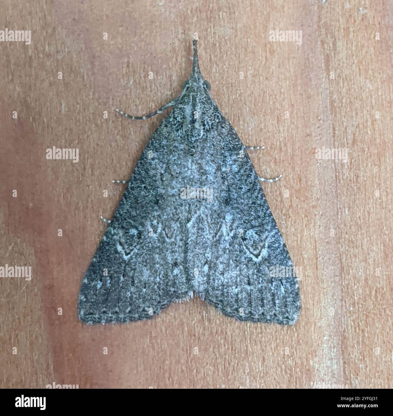 Hop Vine Snout (Hypena humuli Stock Photo - Alamy