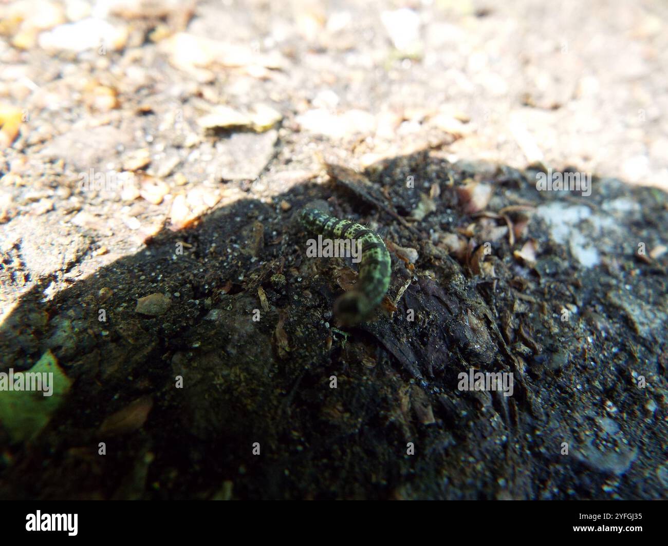 Spring Usher Moth (Agriopis leucophaearia Stock Photo - Alamy