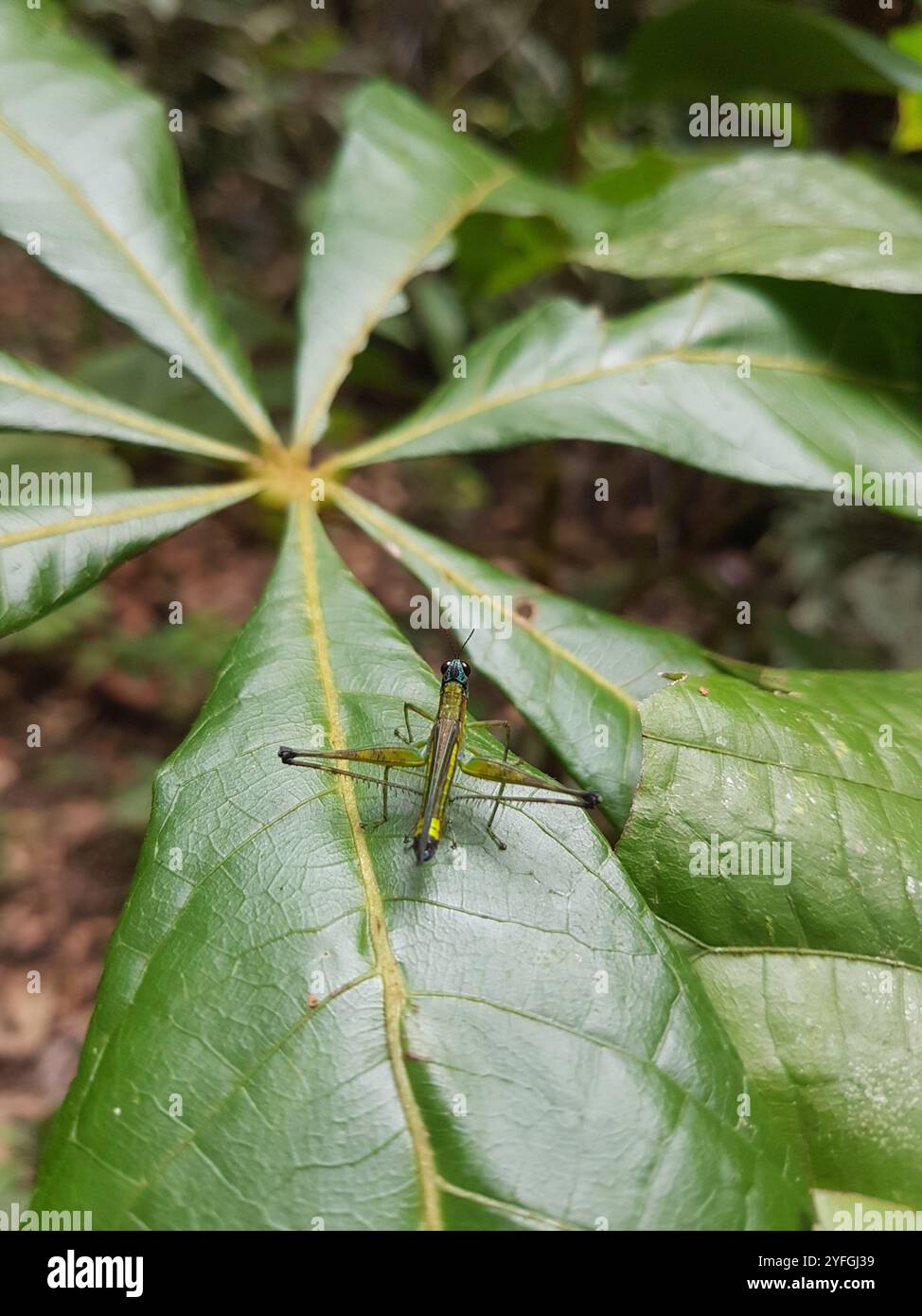 Monkey Grasshoppers (Eumastacidae Stock Photo - Alamy