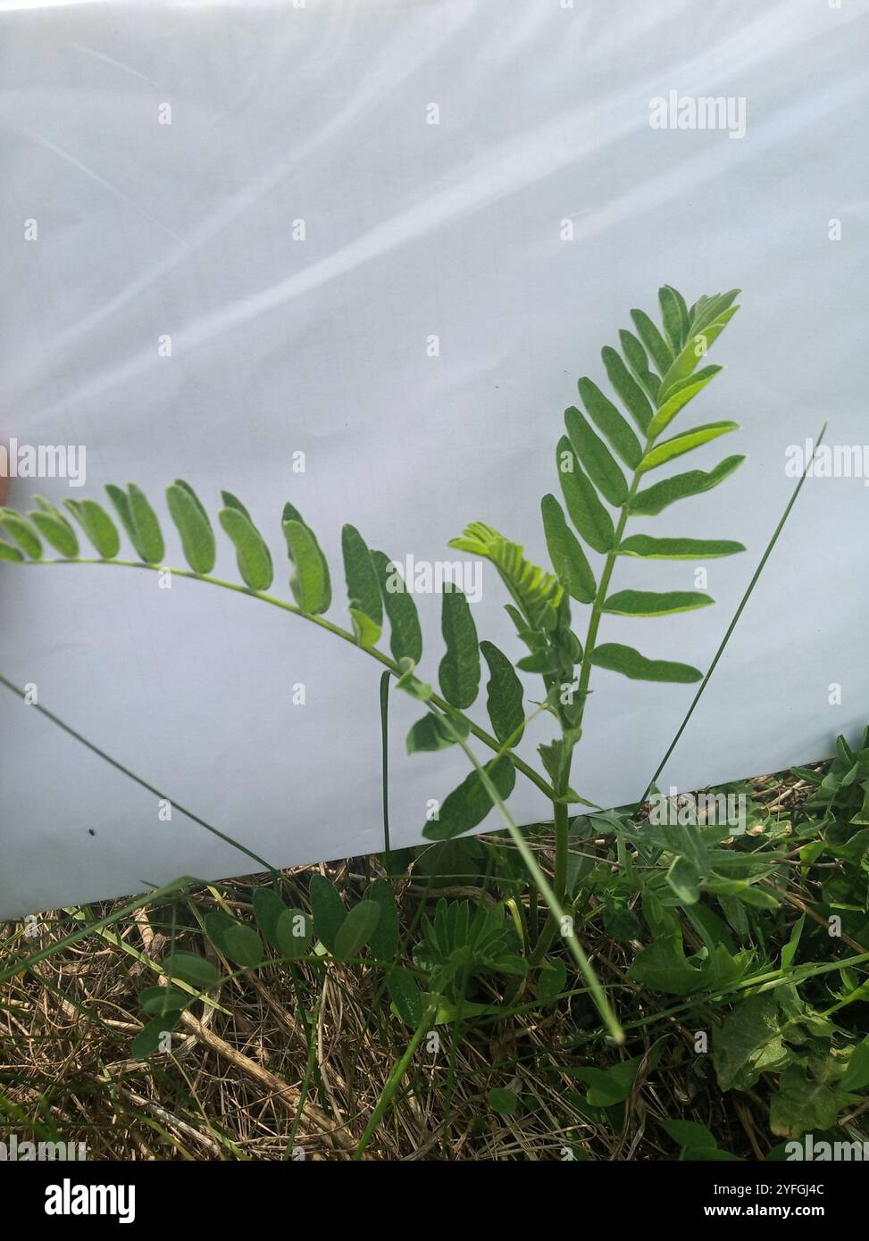 Chickpea Milkvetch (Astragalus cicer Stock Photo - Alamy