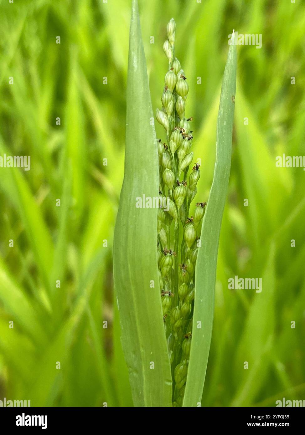 Browntop Millet (Urochloa ramosa Stock Photo - Alamy