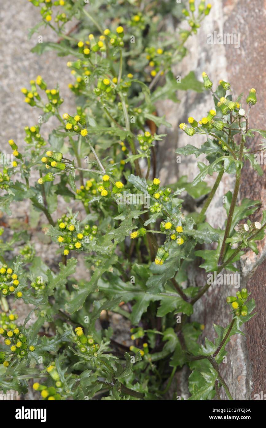 common groundsel (Senecio vulgaris Stock Photo - Alamy