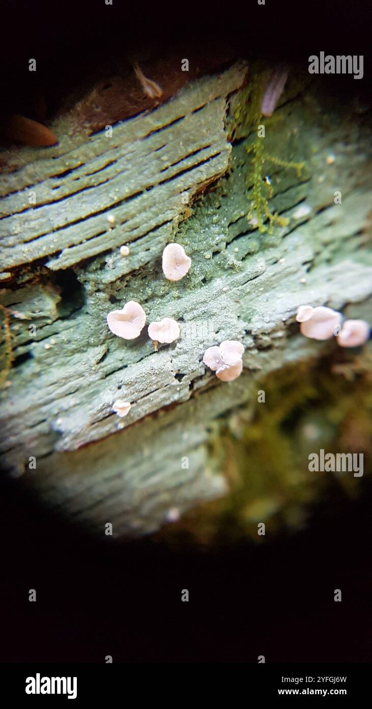 water lichens, whiteworm lichens, and allies (Icmadophilaceae Stock ...