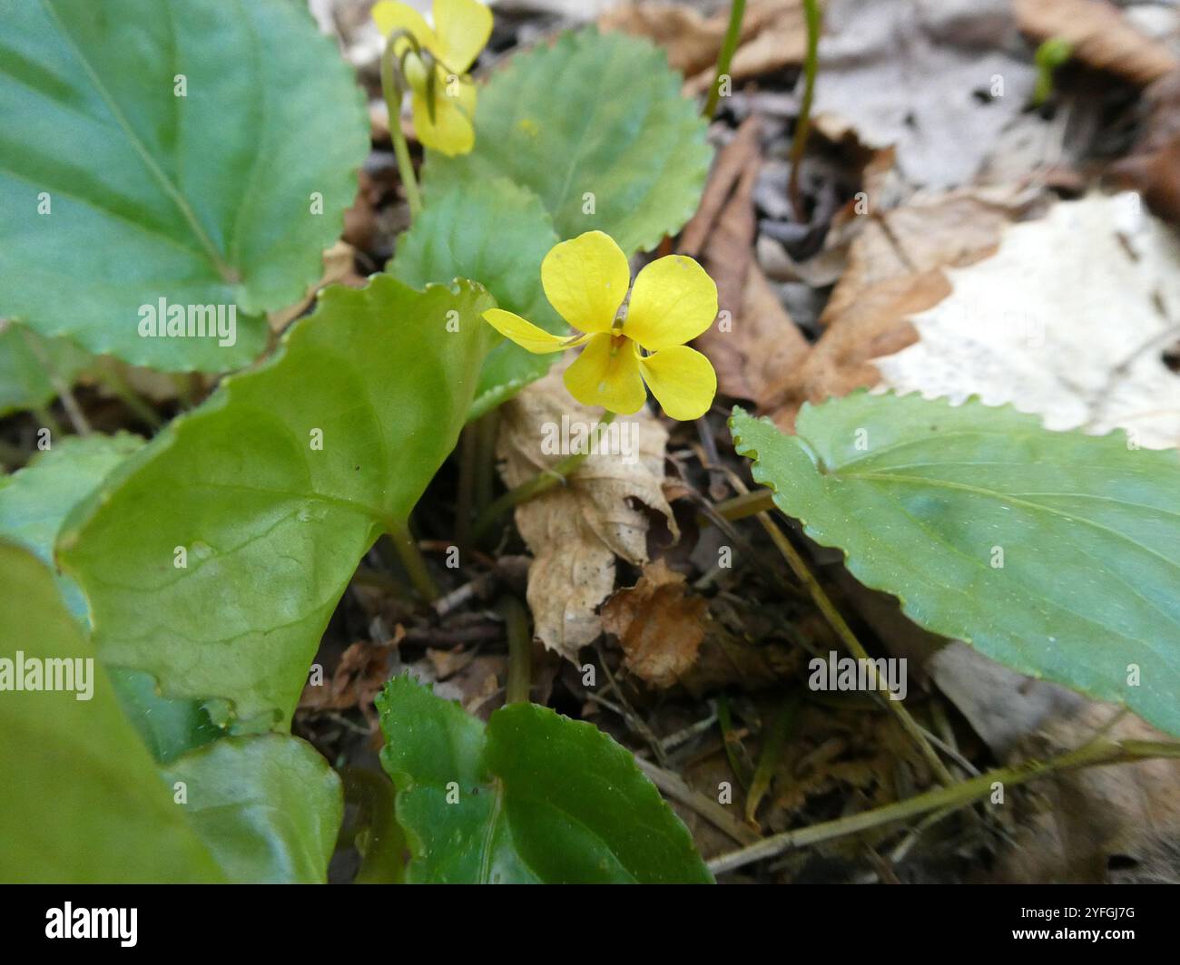 Round-leaved Violet (Viola rotundifolia Stock Photo - Alamy