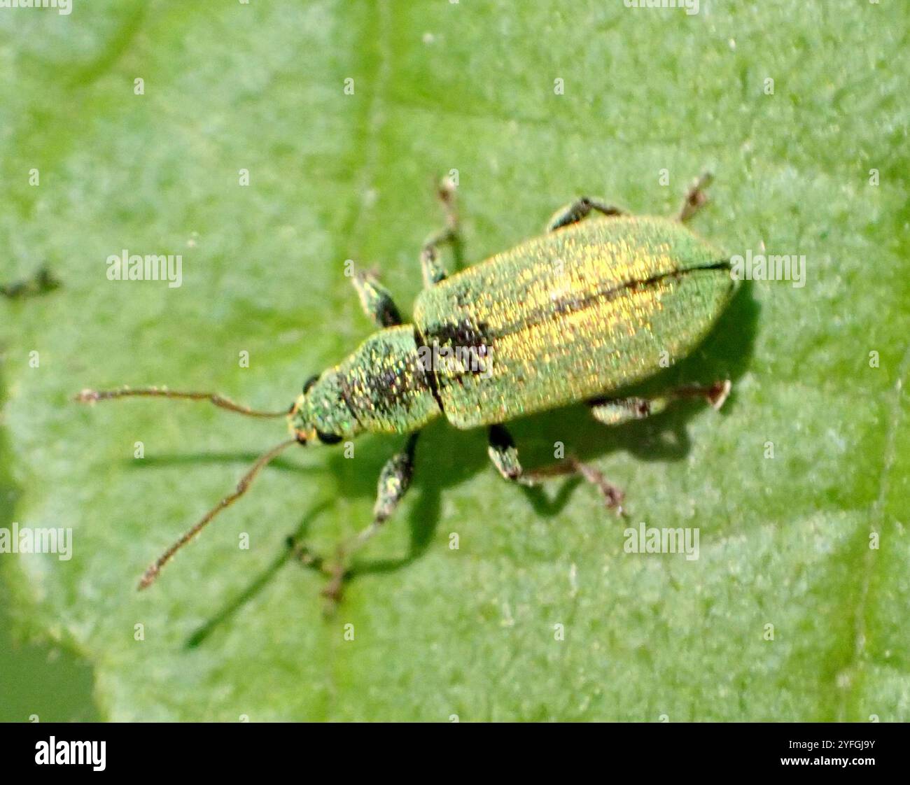 Phyllobius argentatus hi-res stock photography and images - Alamy