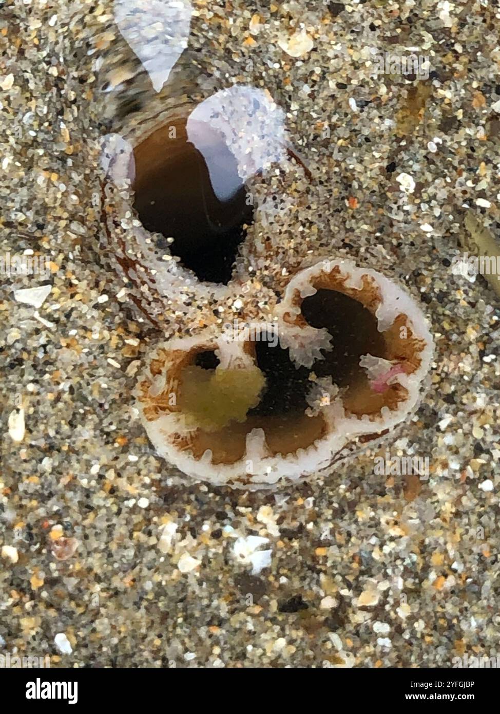 Rough piddock hi-res stock photography and images - Alamy