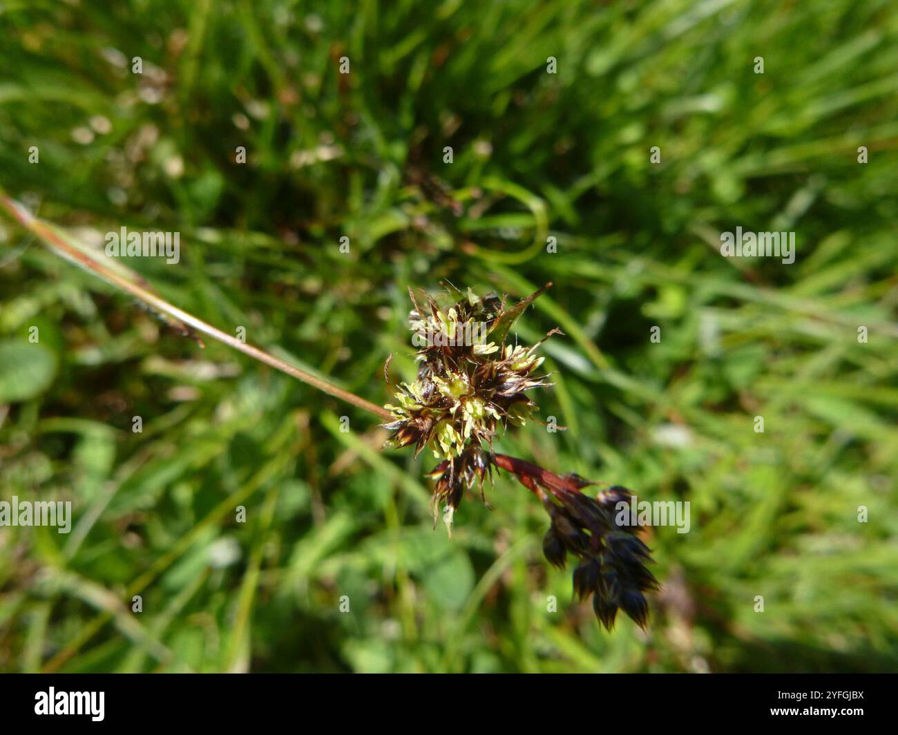 Field woodrush (Luzula campestris Stock Photo - Alamy