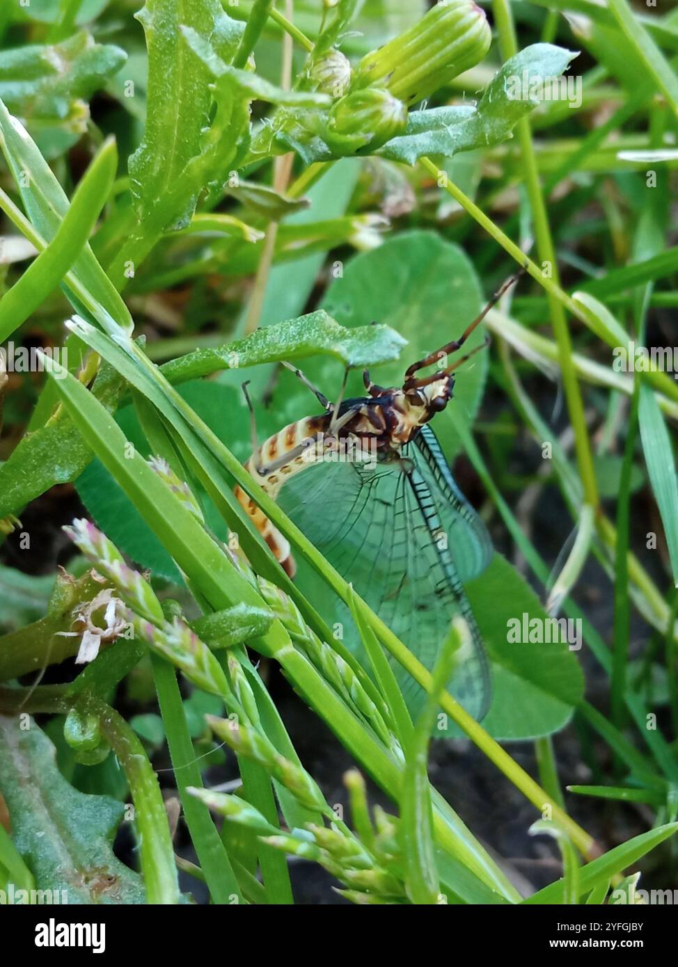 Green Drakes (Ephemera Stock Photo - Alamy