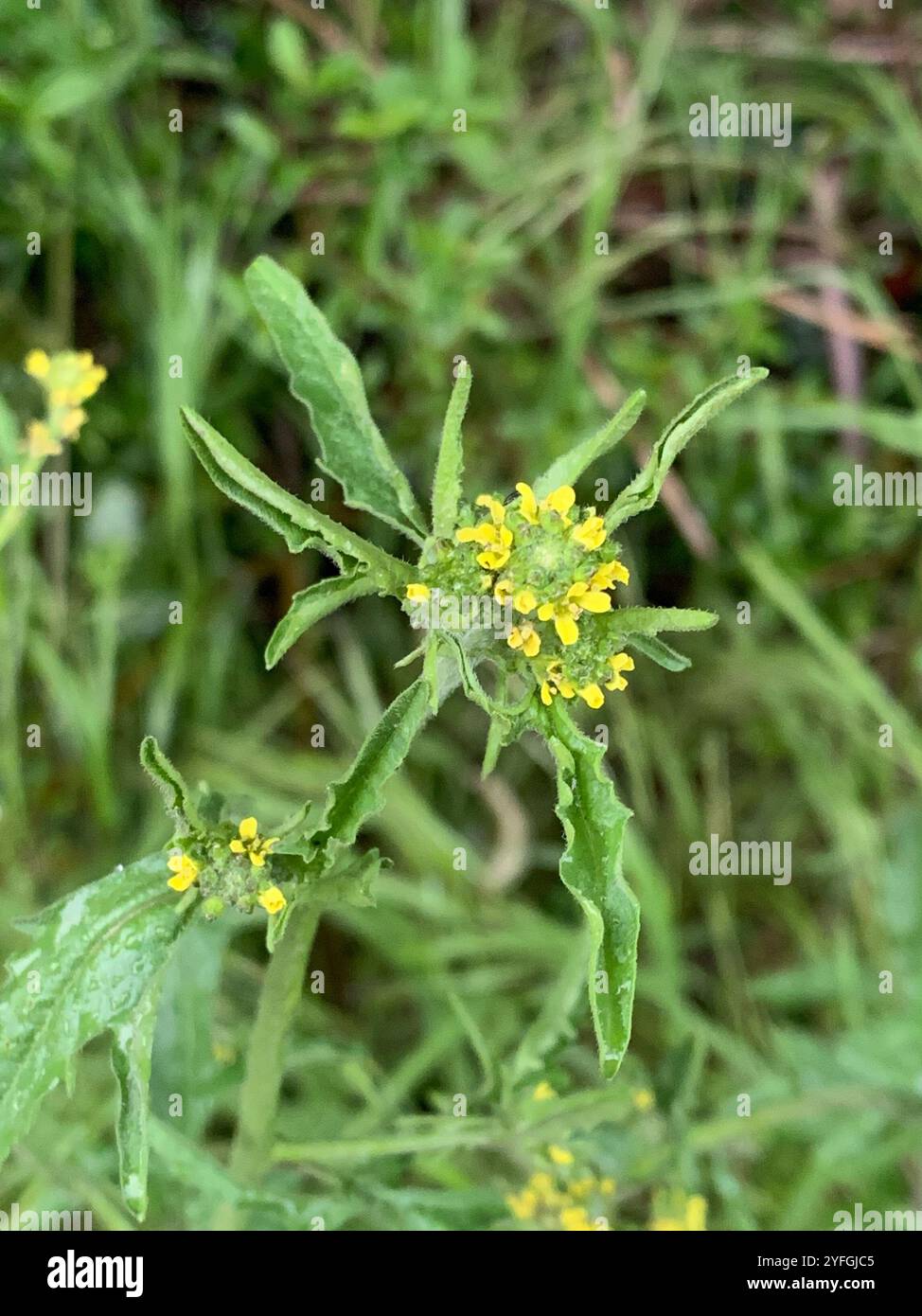 Hedge mustard (Sisymbrium officinale Stock Photo - Alamy
