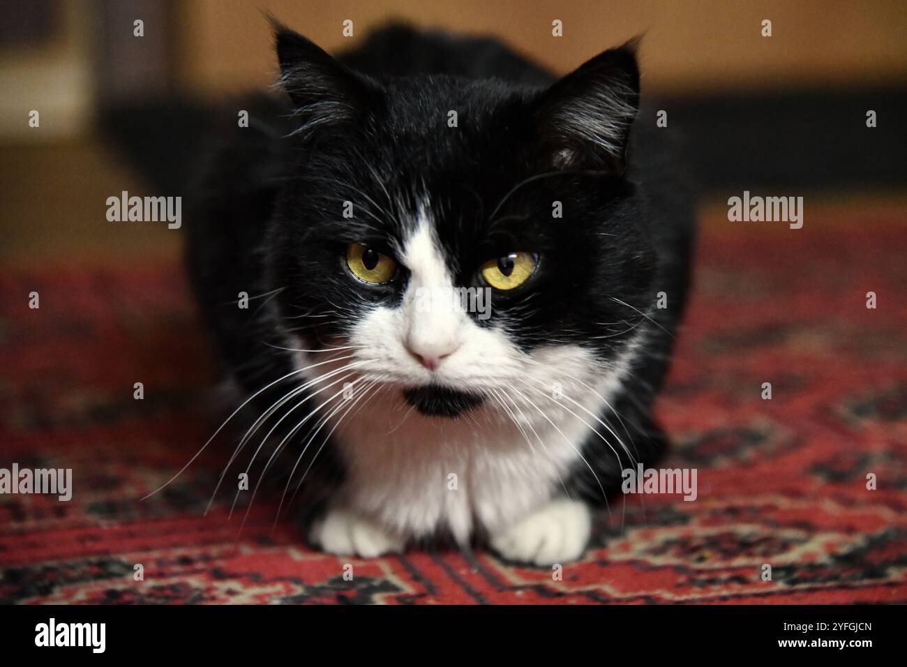 Cat full body looking at camera, looking at camera Stock Photo - Alamy