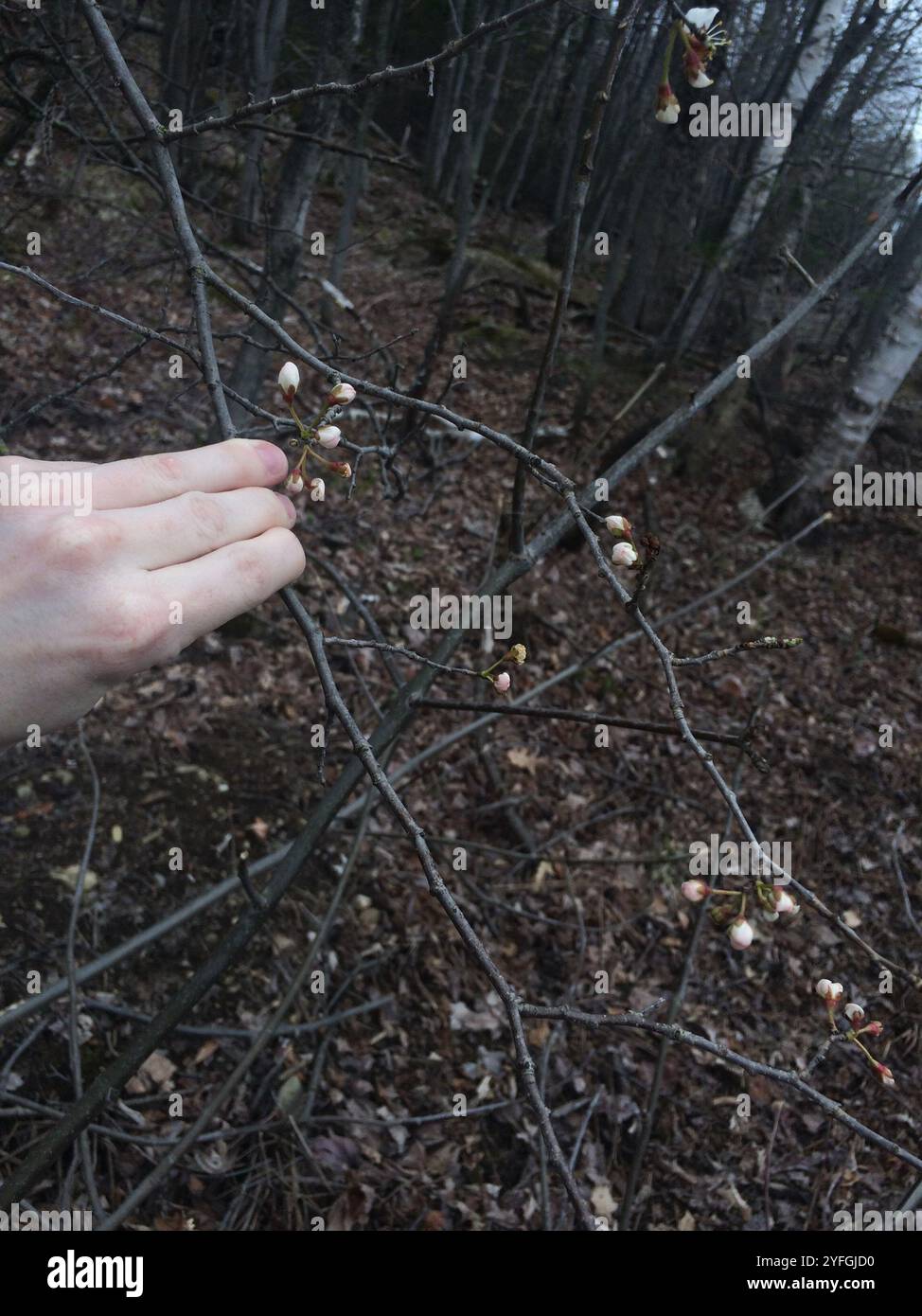 Canada plum (Prunus nigra Stock Photo - Alamy
