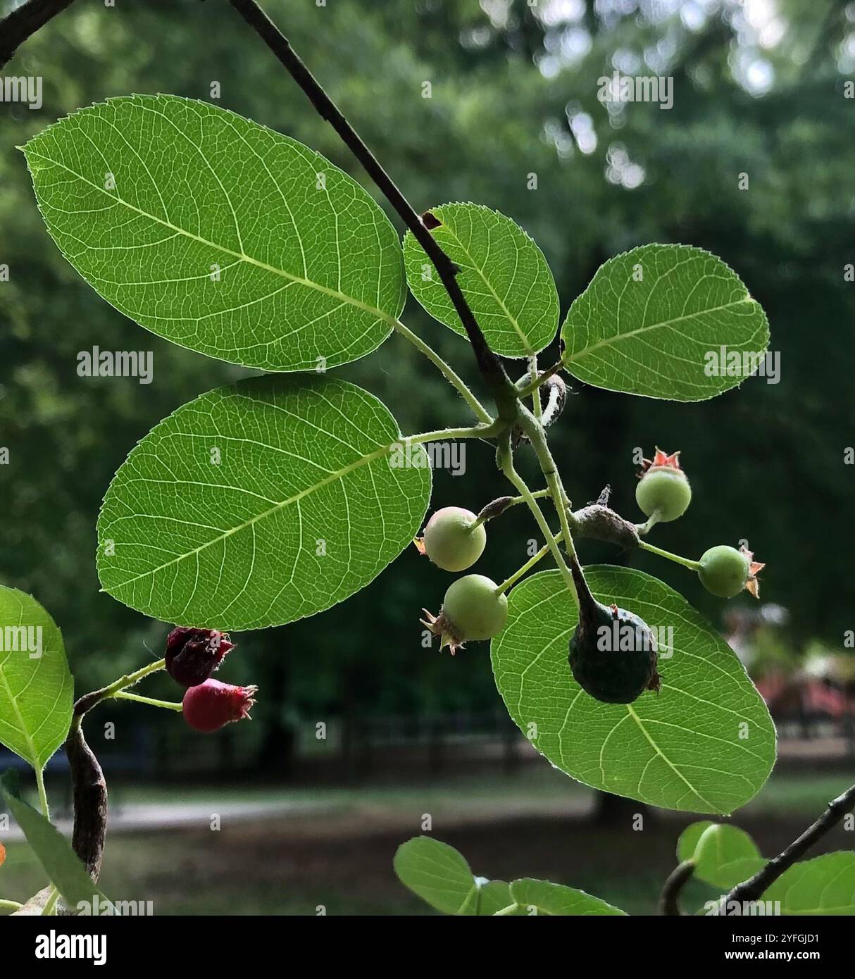 common serviceberry (Amelanchier arborea Stock Photo - Alamy