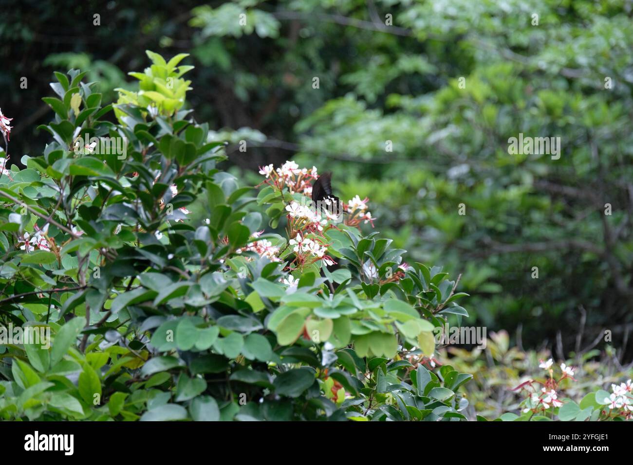Red helen swallowtail papilio helenus hi-res stock photography and ...