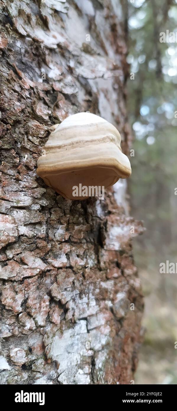 Hoof Fungus (Fomes fomentarius Stock Photo - Alamy