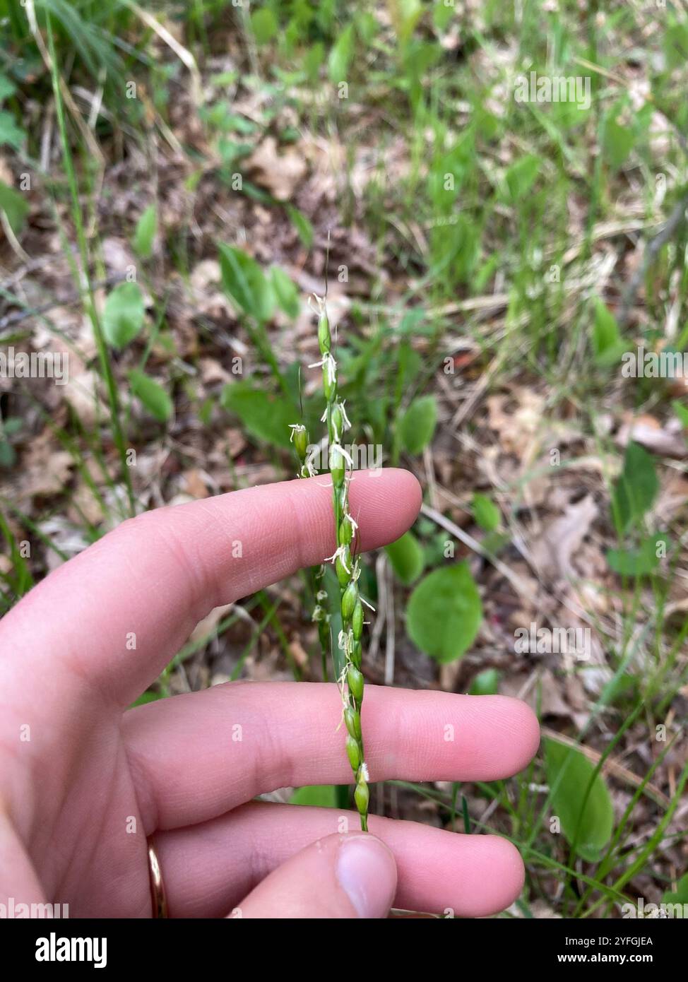 White-grained Mountain-ricegrass (Oryzopsis asperifolia Stock Photo - Alamy