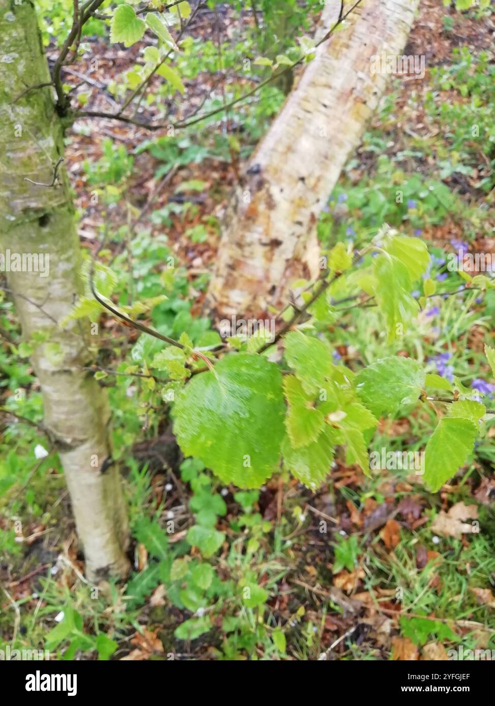 Downy Birch (Betula pubescens Stock Photo - Alamy