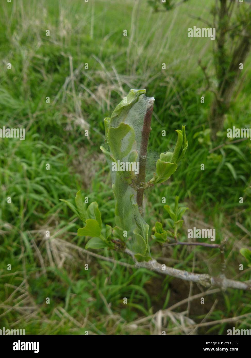 Spindle Ermine Moth (Yponomeuta cagnagella Stock Photo - Alamy