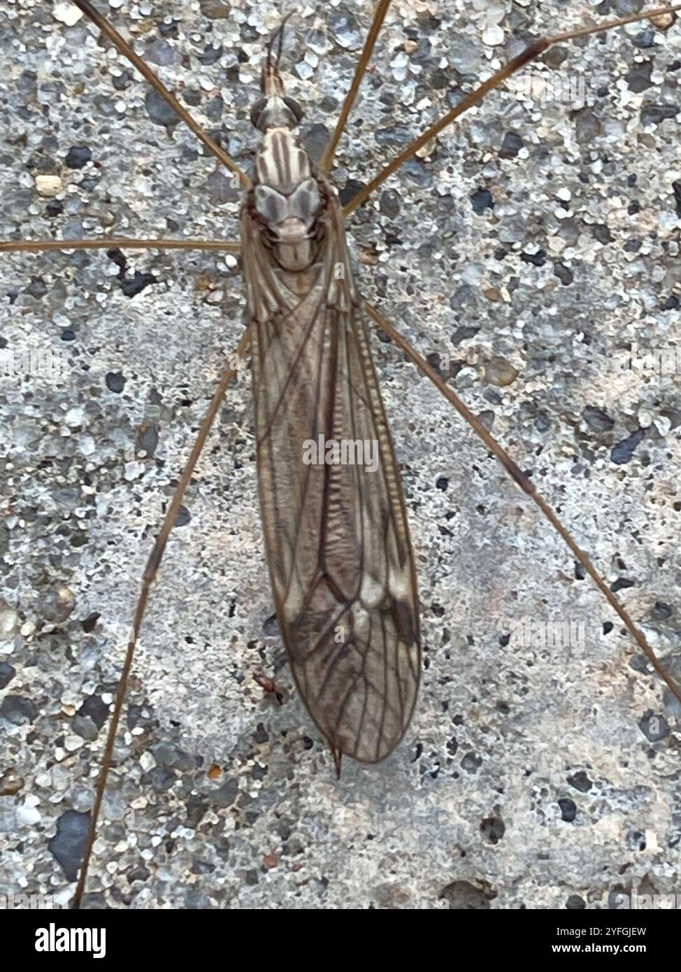 Typical Crane Flies (Tipuloidea Stock Photo - Alamy
