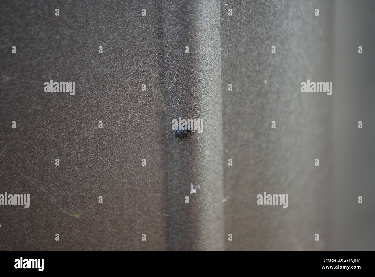 Hairy Flea Beetles (Epitrix Stock Photo - Alamy