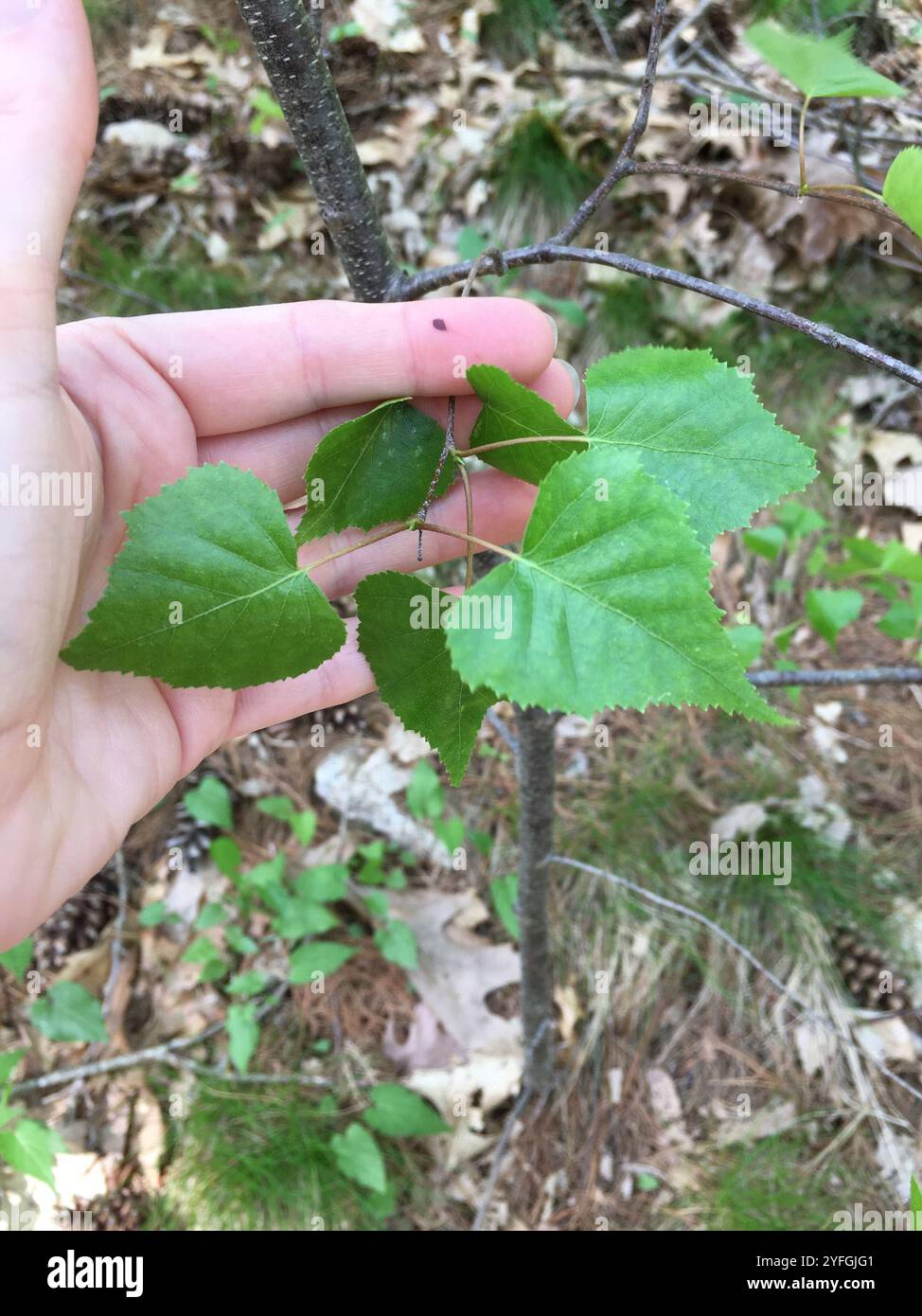 gray birch (Betula populifolia Stock Photo - Alamy