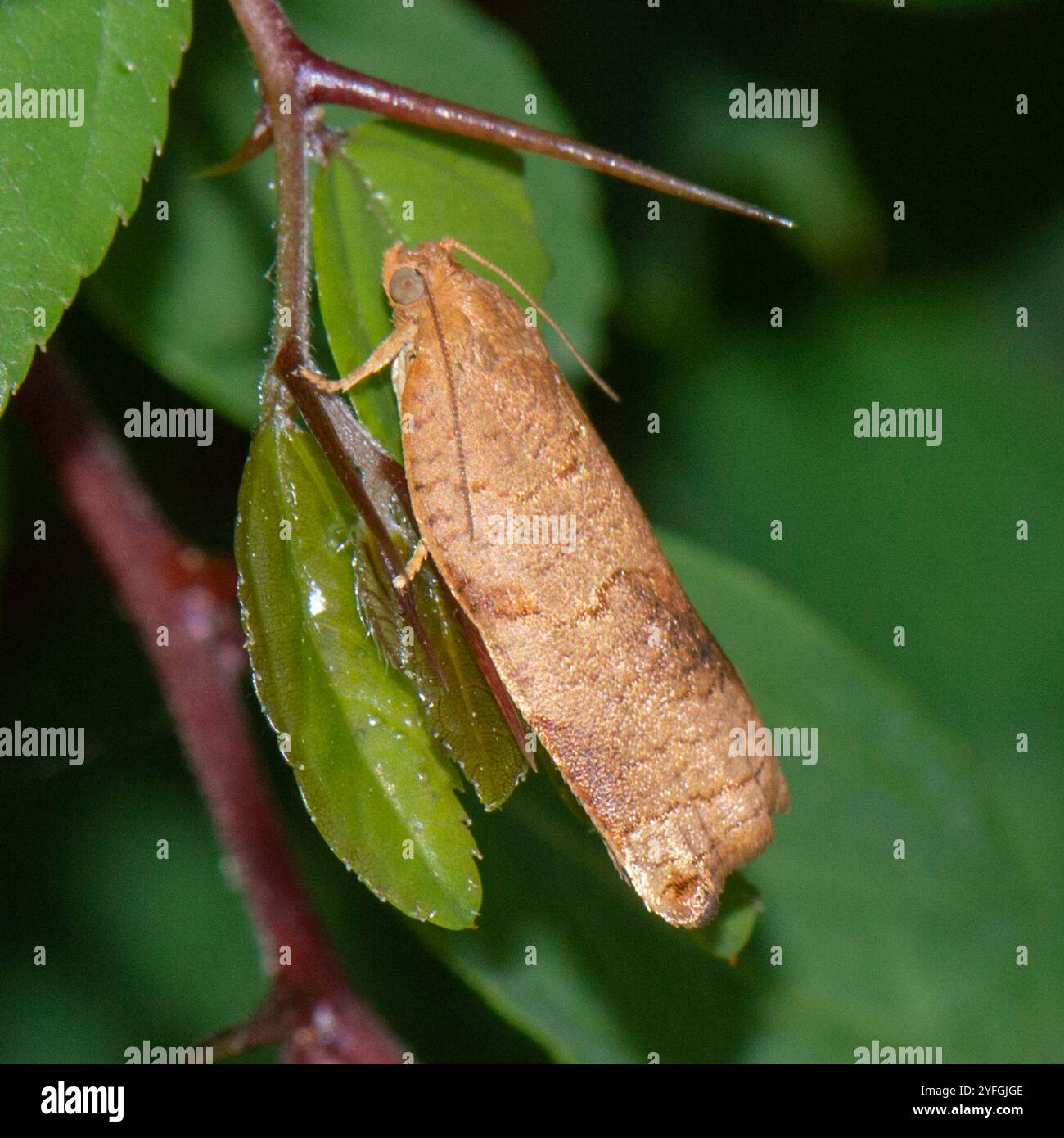 Carnation Tortrix (Cacoecimorpha pronubana Stock Photo - Alamy