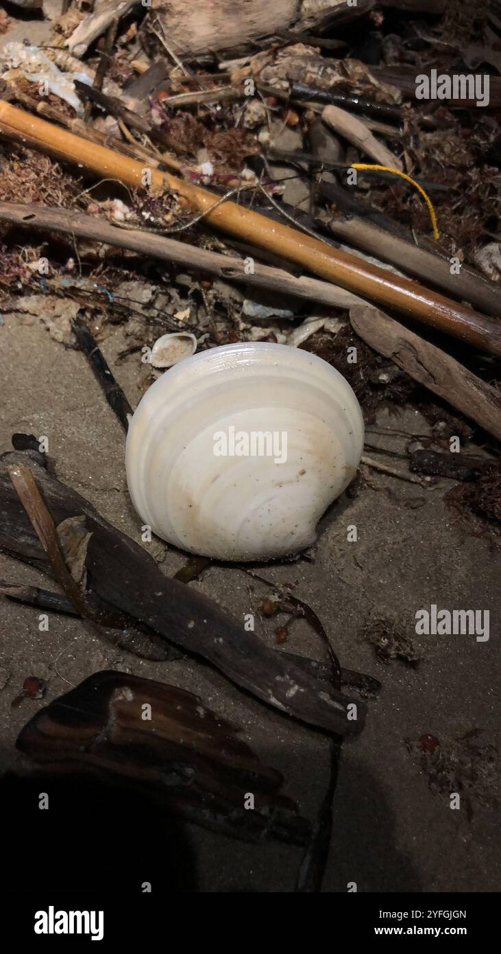 Disk Dosinia (Dosinia discus Stock Photo - Alamy