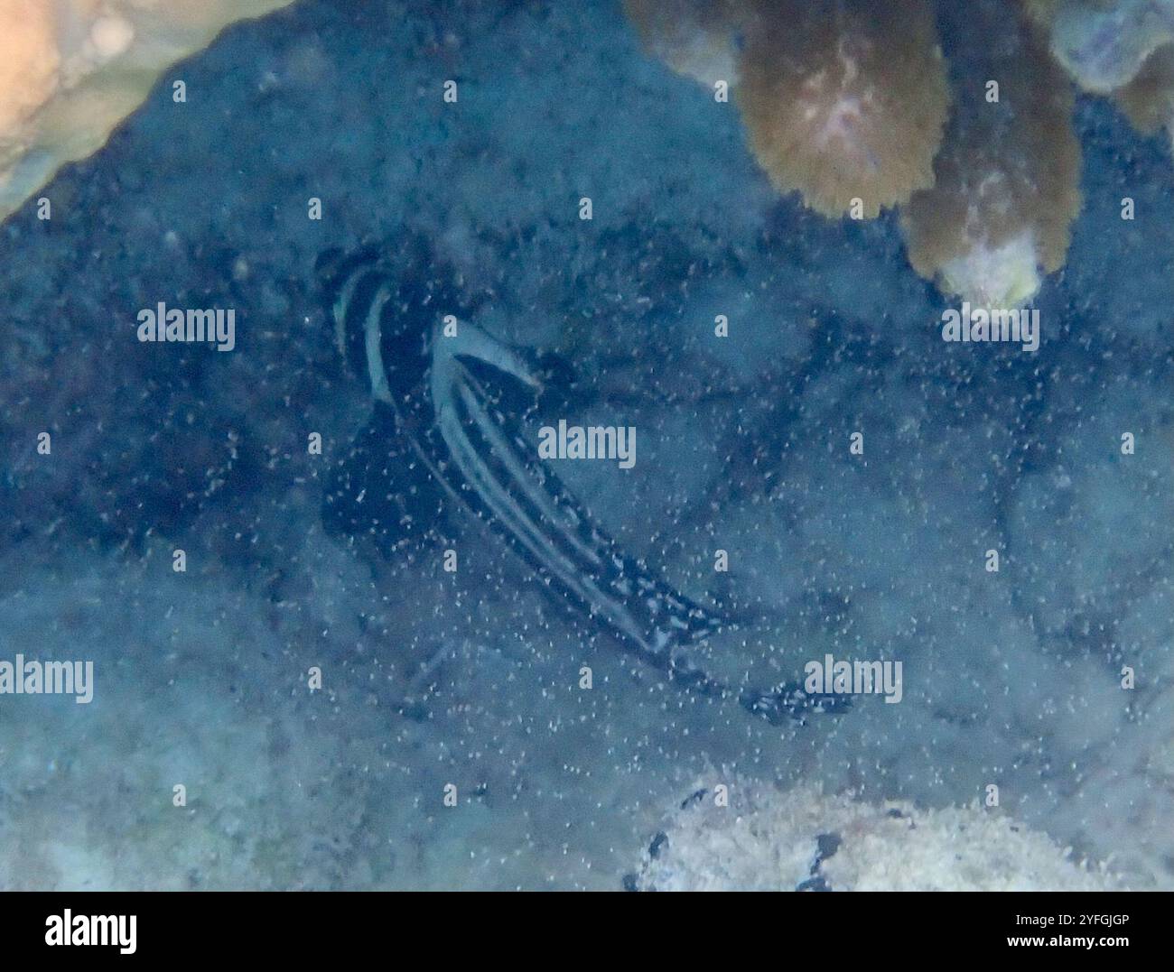 Spotted Drum (Eques punctatus Stock Photo - Alamy