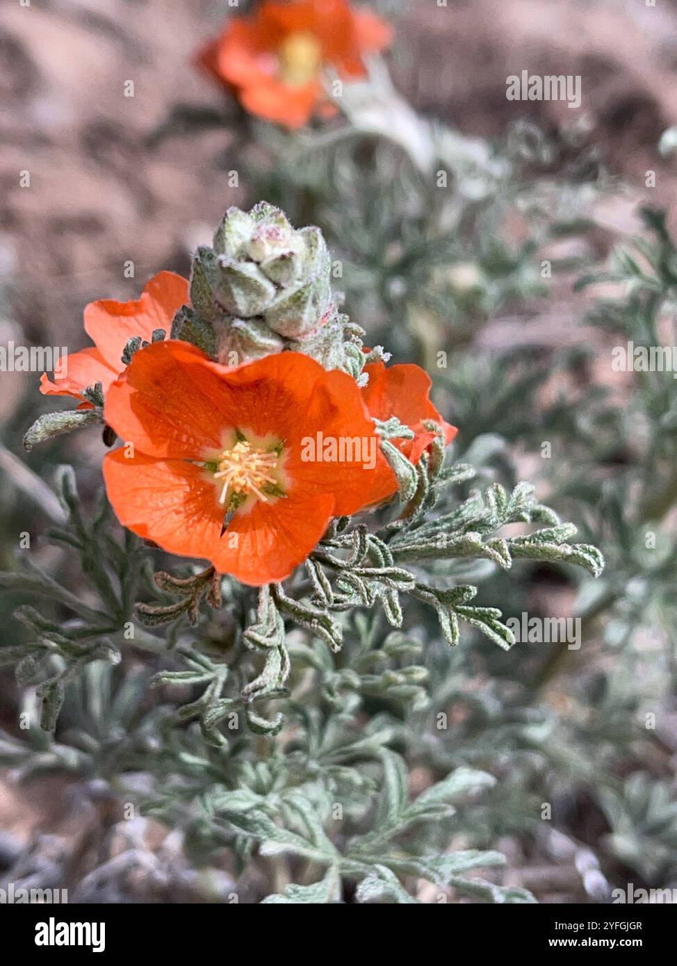 Scarlet Globemallow (Sphaeralcea coccinea Stock Photo - Alamy