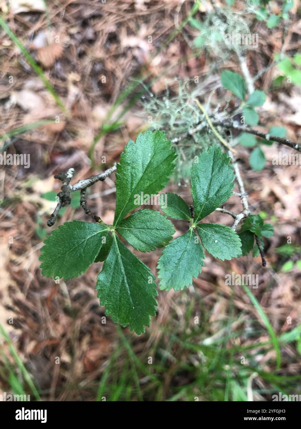 One-flowered Hawthorn (Crataegus uniflora Stock Photo - Alamy