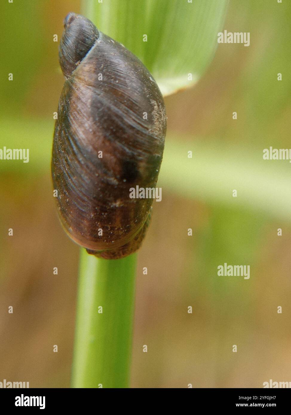Common European Ambersnail (Succinea putris Stock Photo - Alamy
