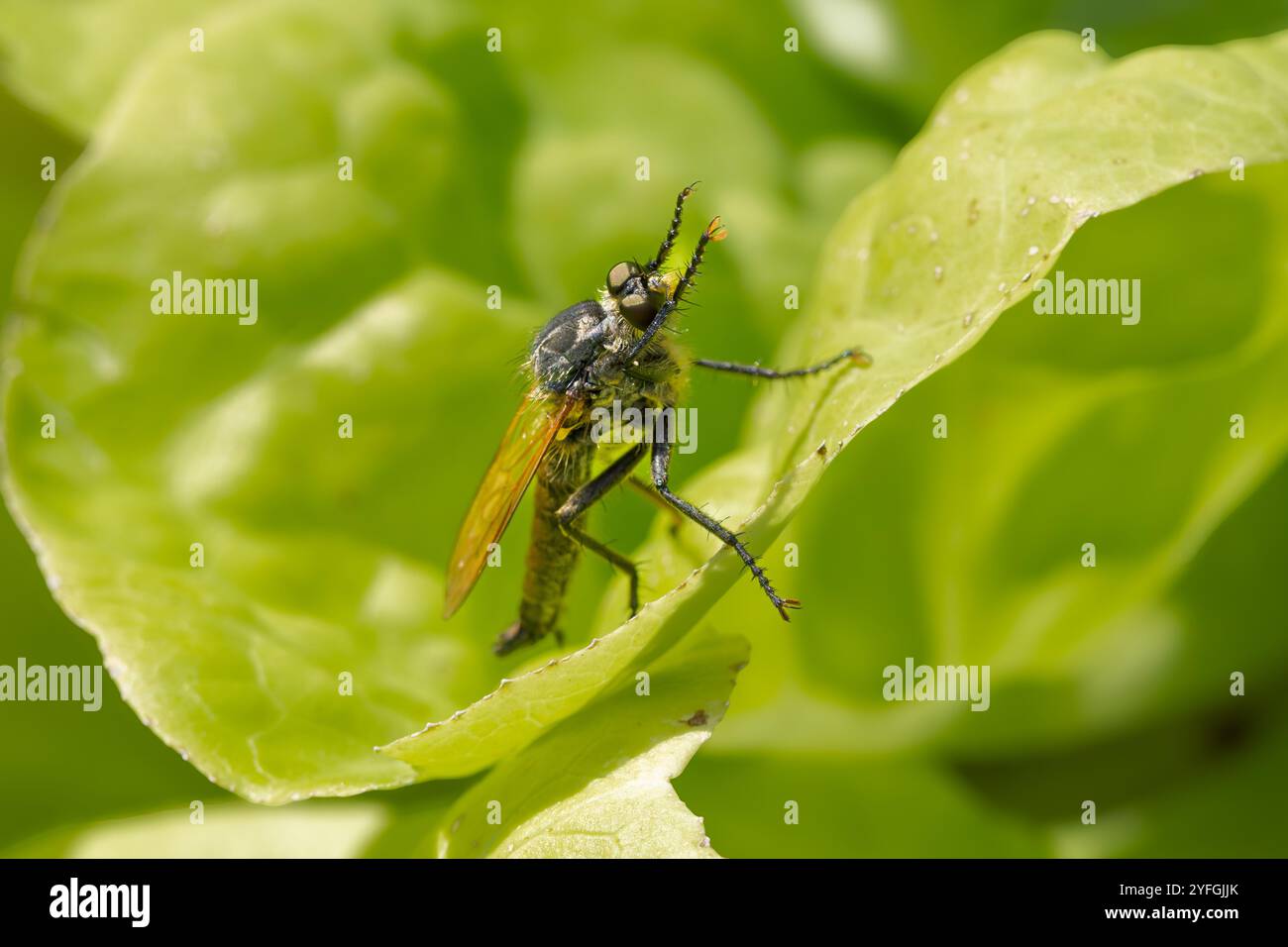 Macro photo of a Robber Fly, Eutolmus rufibarbis, with clearly visible ...