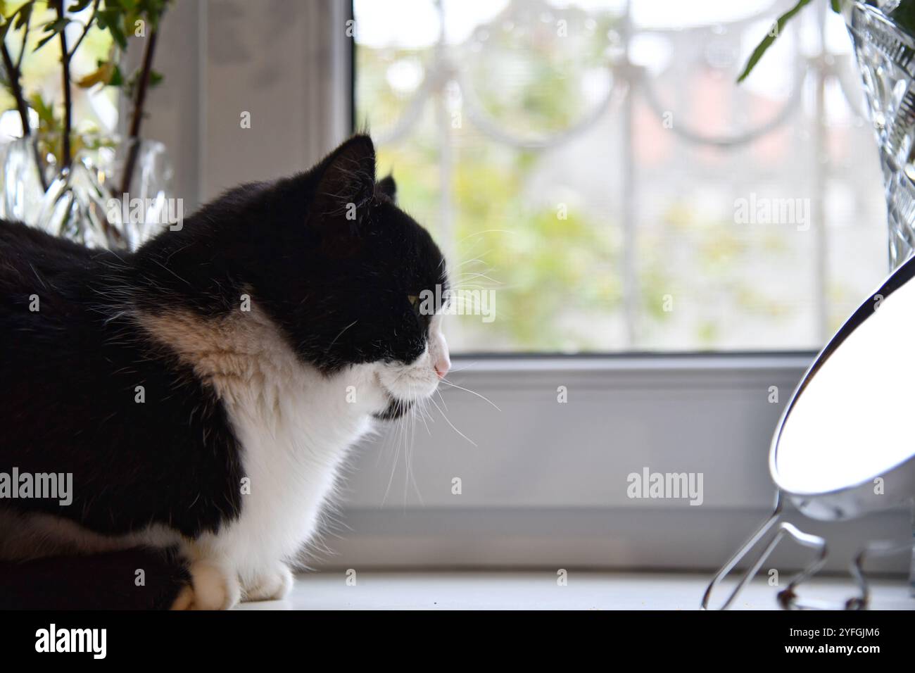 Cat full body looking at camera, looking at camera Stock Photo - Alamy