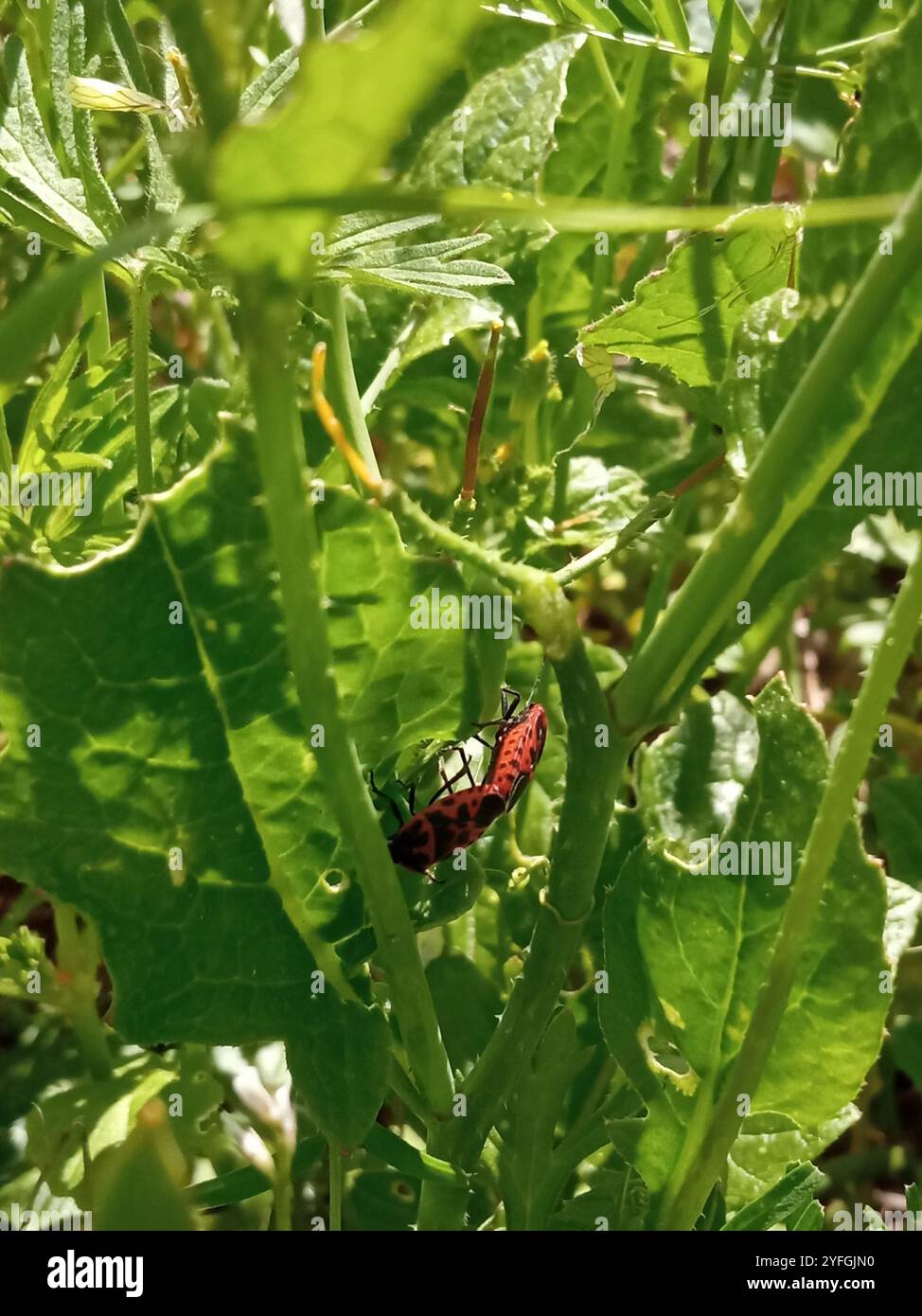cruciferous bug (Eurydema ventralis Stock Photo - Alamy