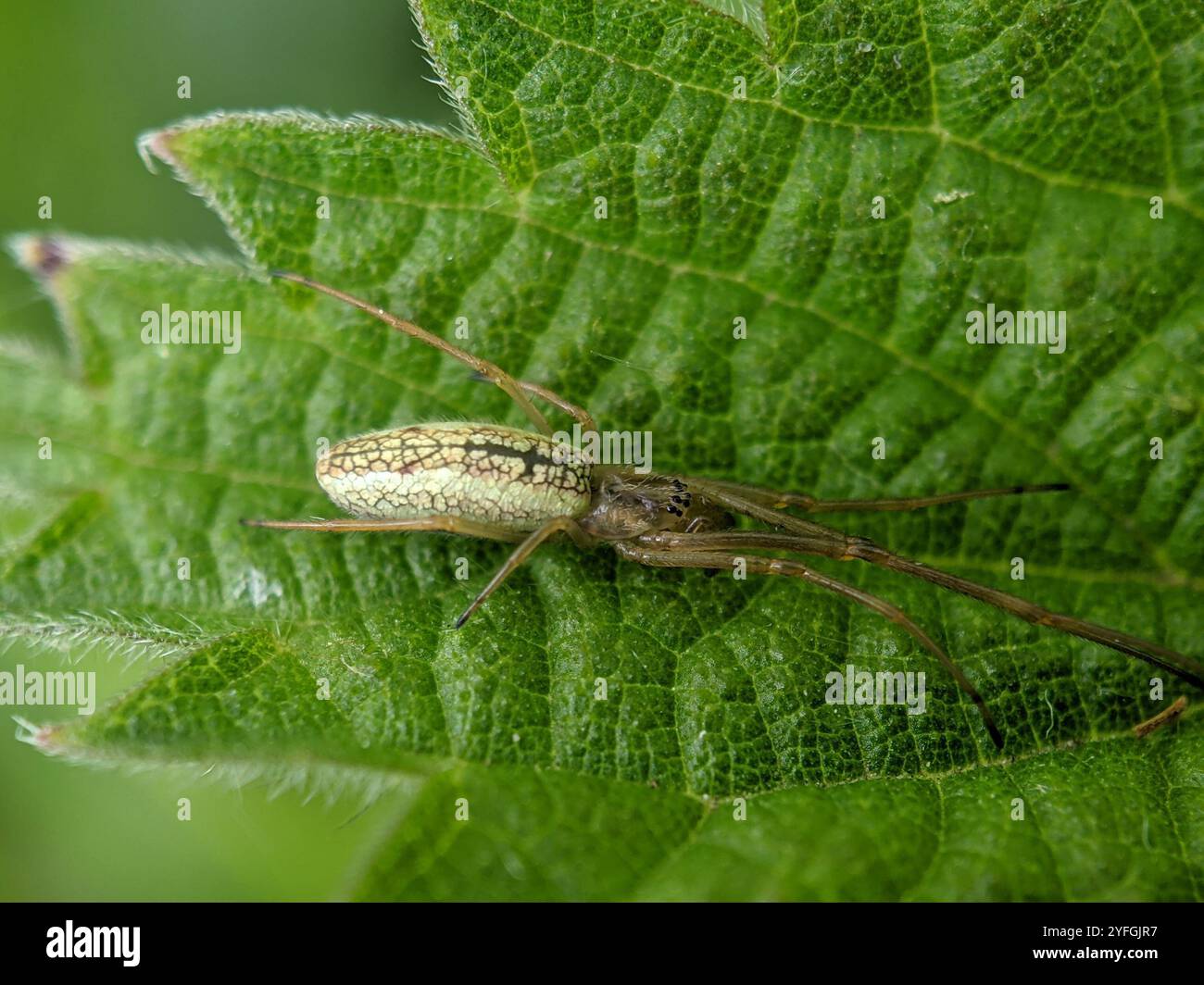Common Stretch Spider (Tetragnatha extensa Stock Photo - Alamy