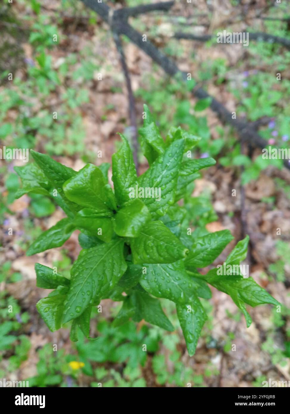 Spindle (Euonymus europaeus Stock Photo - Alamy