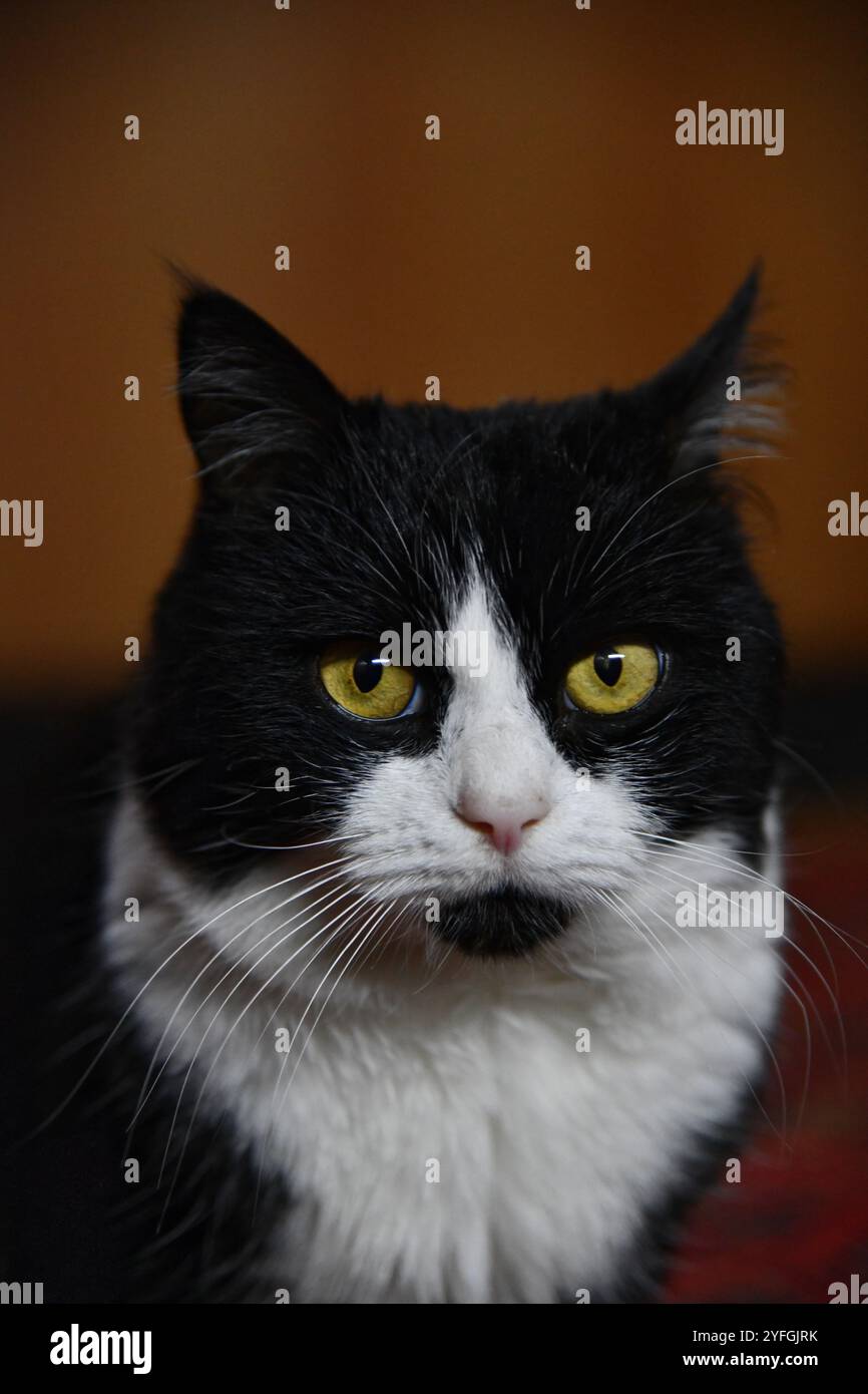 Cat full body looking at camera, looking at camera Stock Photo - Alamy