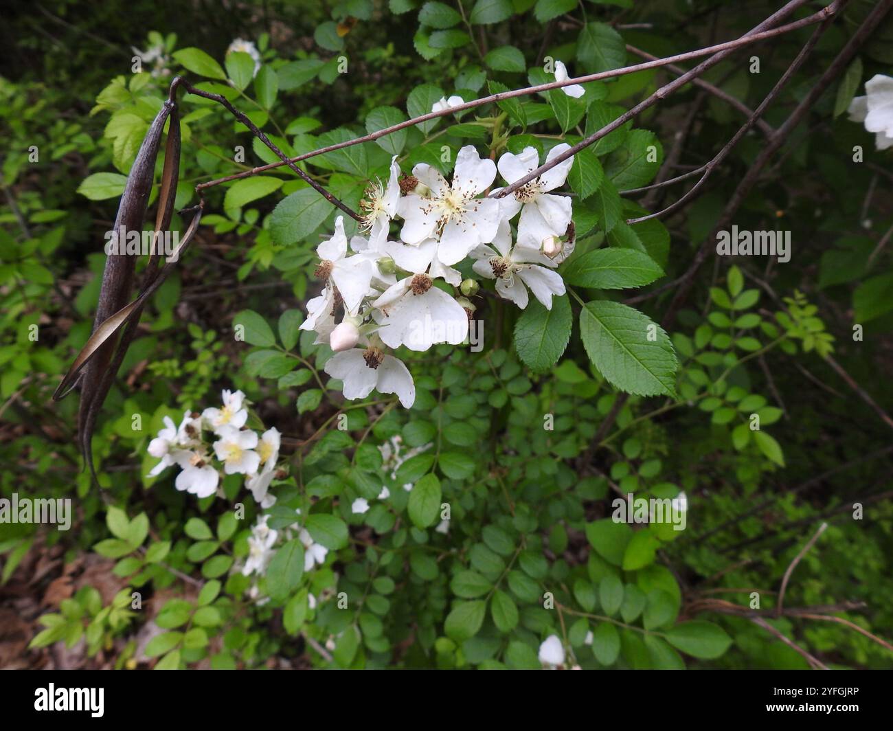 multiflora rose (Rosa multiflora Stock Photo - Alamy