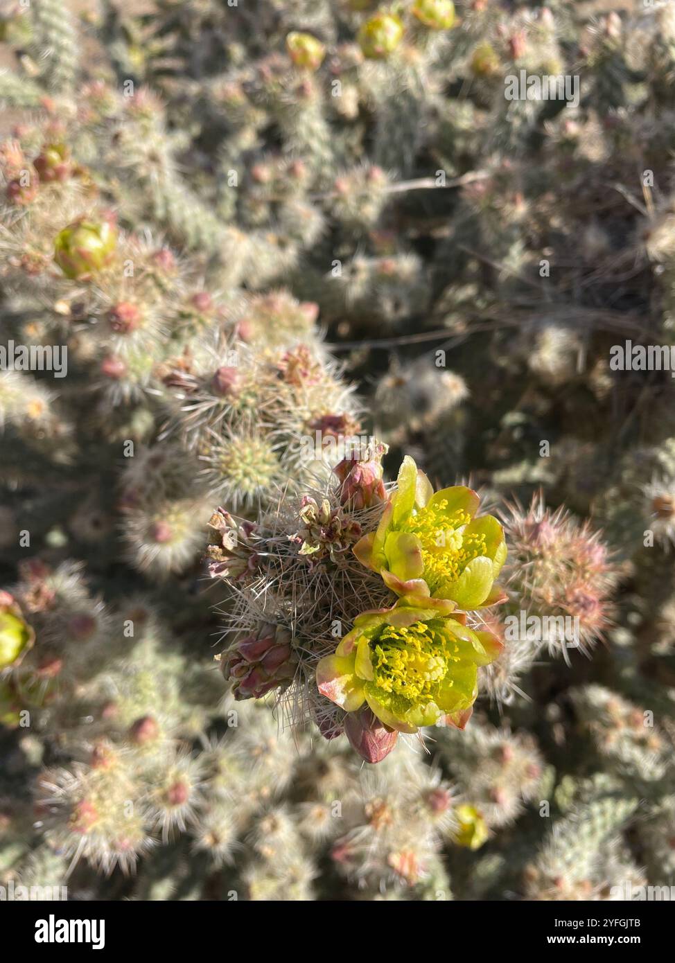 Silver Cholla (Cylindropuntia echinocarpa Stock Photo - Alamy
