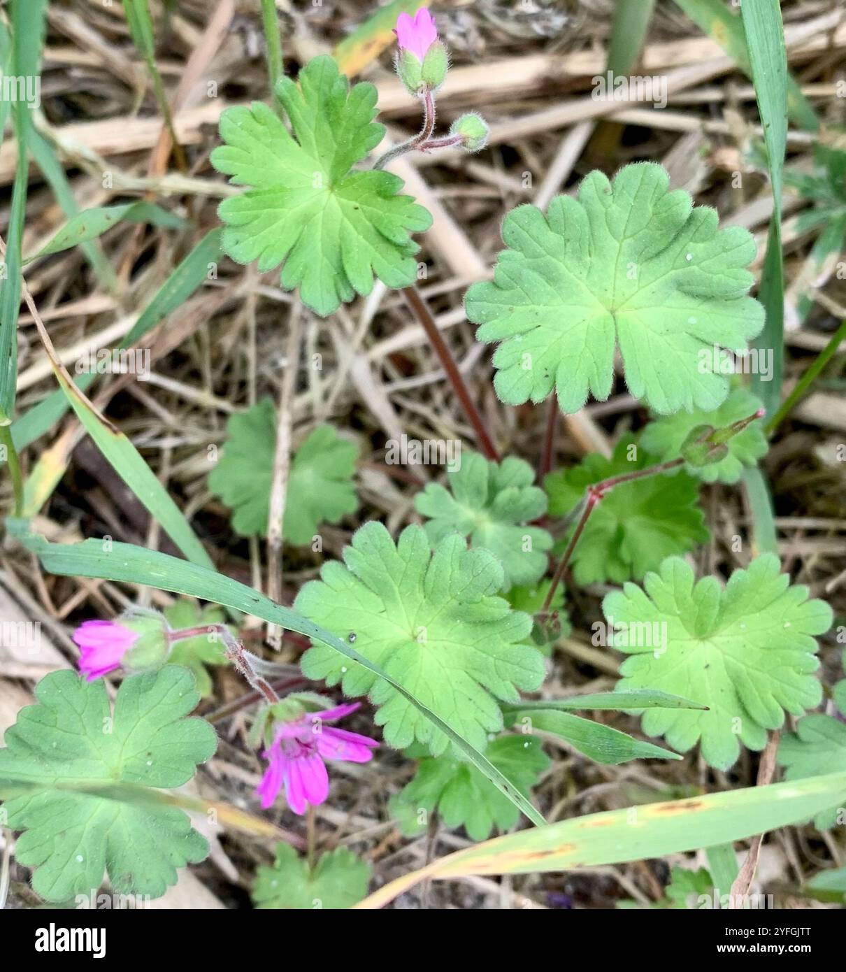 Dove's-foot crane's-bill (Geranium molle Stock Photo - Alamy