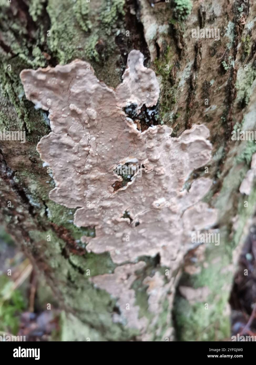 Milk-white Toothed Polypore (Irpex lacteus Stock Photo - Alamy