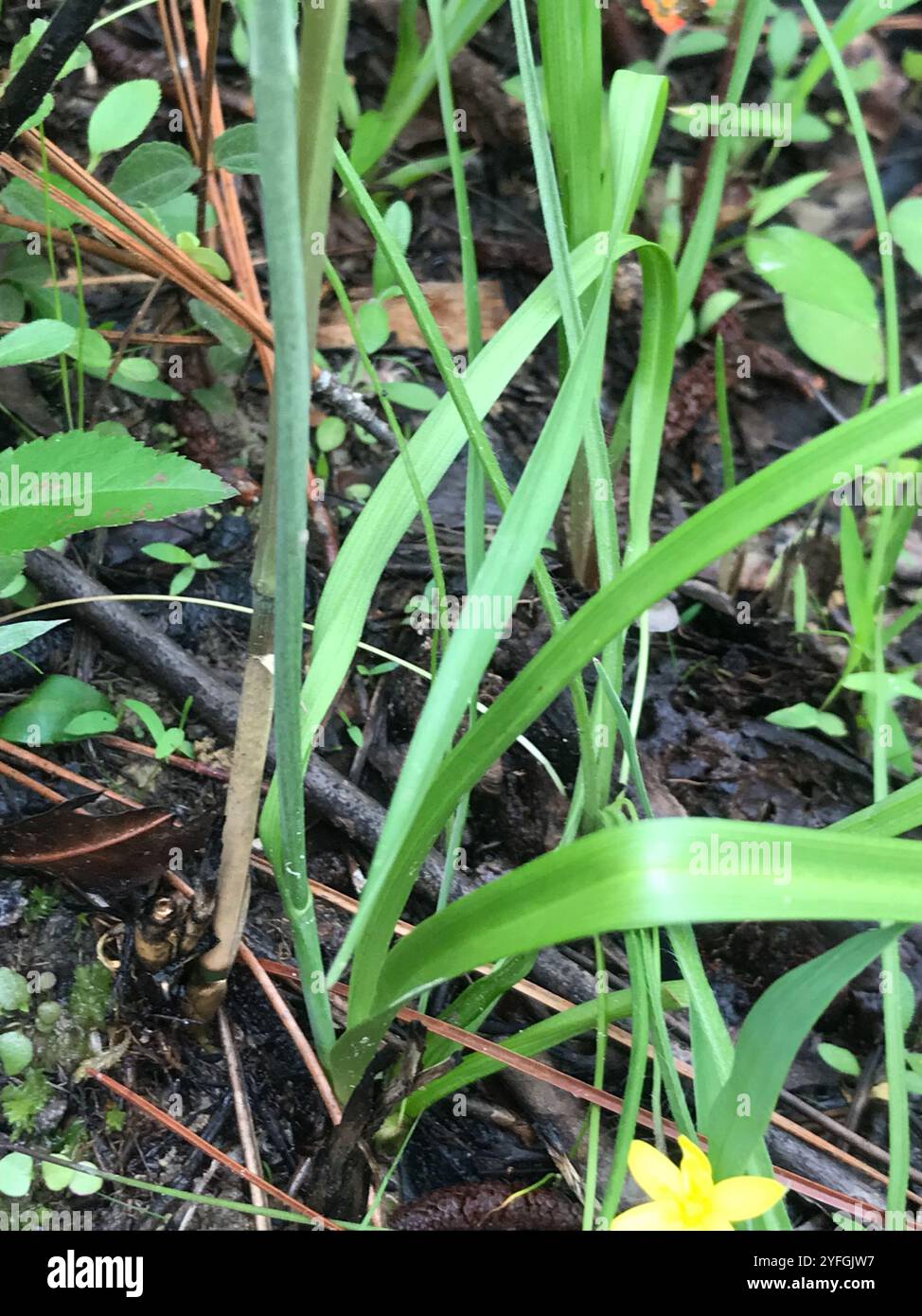 fly poison (Amianthium muscitoxicum Stock Photo - Alamy