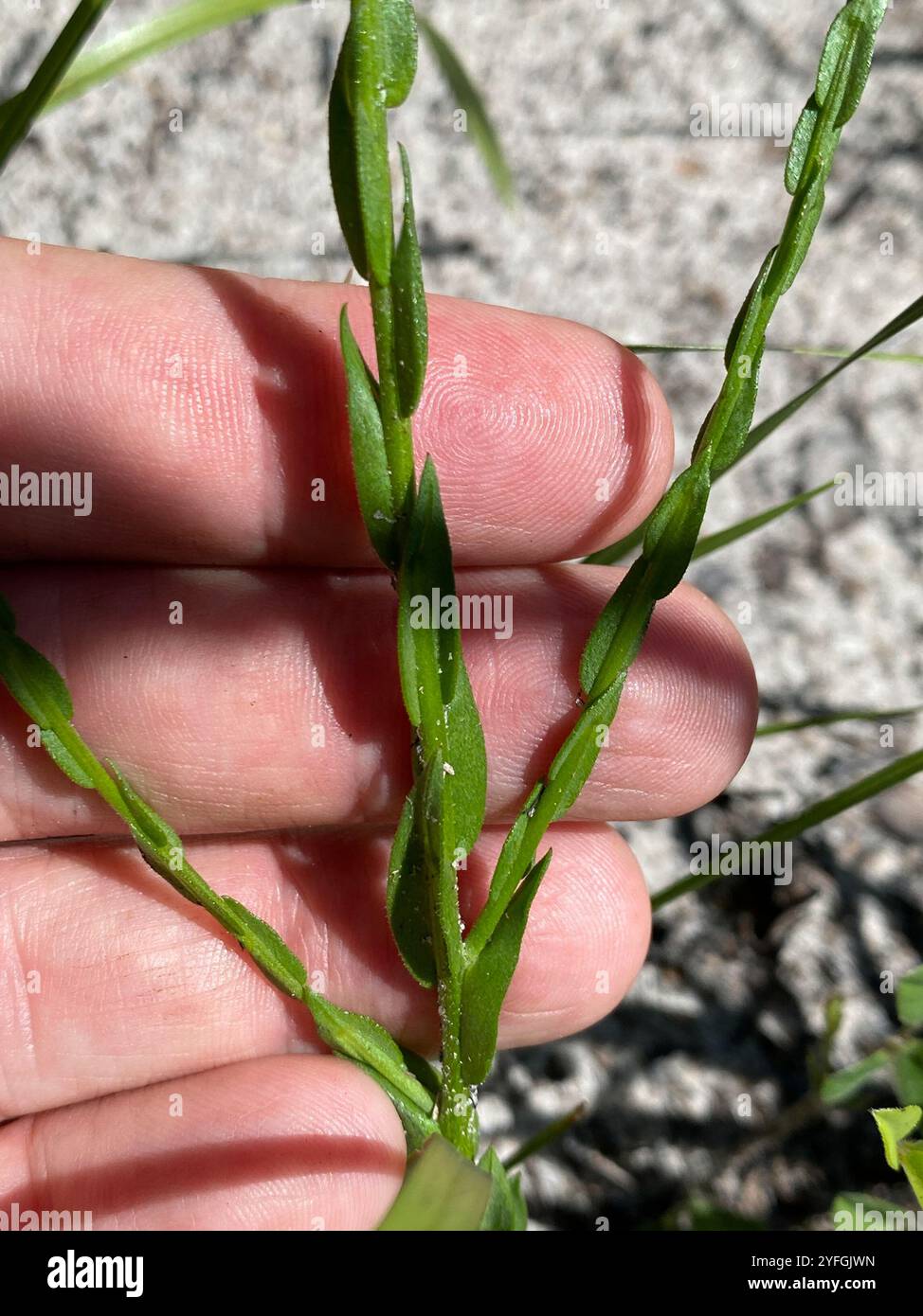 Scaleleaf Aster (Symphyotrichum adnatum Stock Photo - Alamy