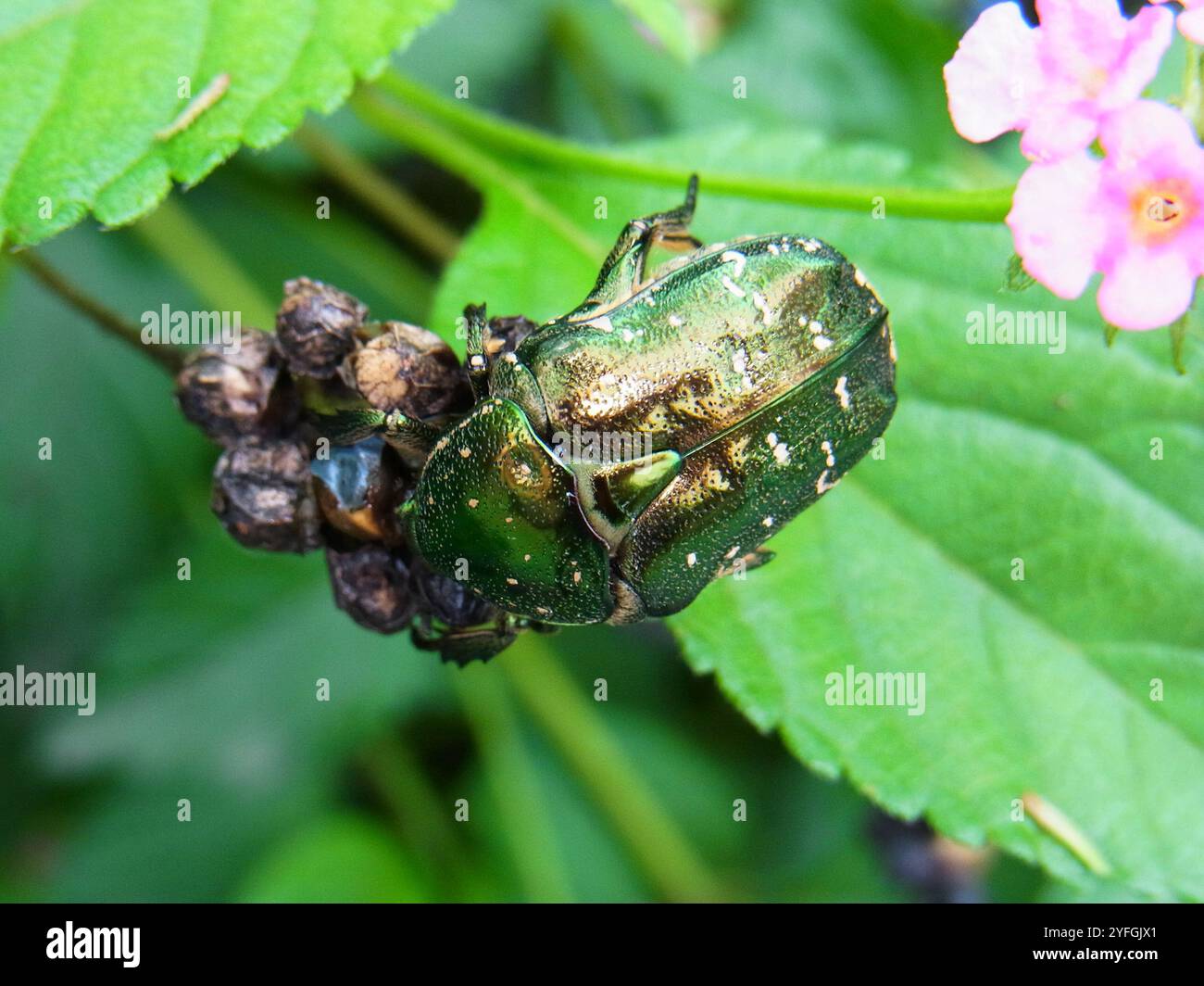 Oriental flower beetle hi-res stock photography and images - Alamy