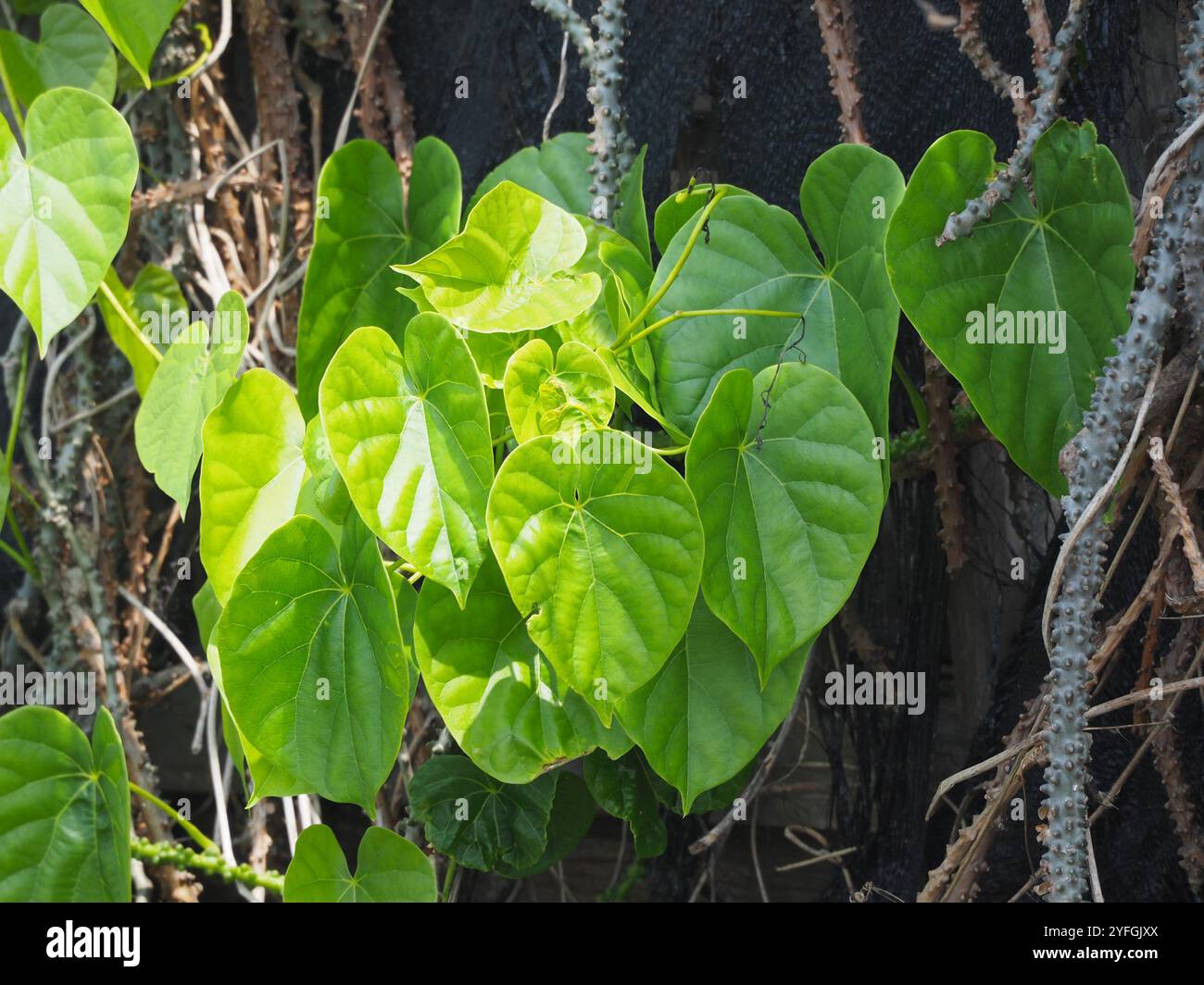 Tinospora crispa hi-res stock photography and images - Alamy