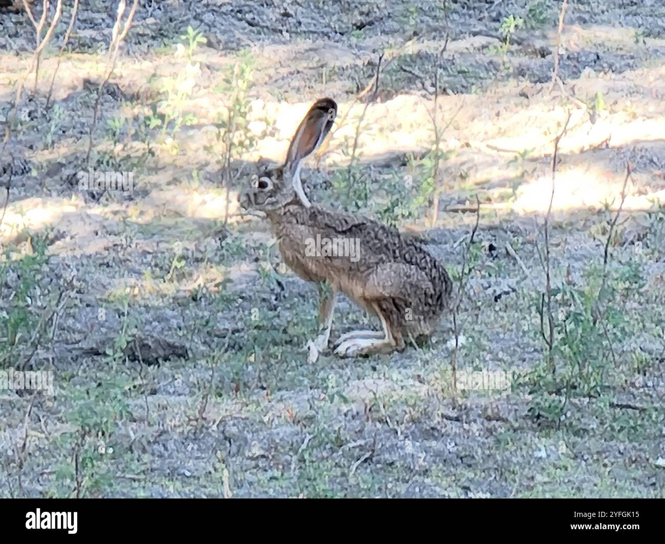 Black-tailed Jackrabbit (Lepus californicus Stock Photo - Alamy