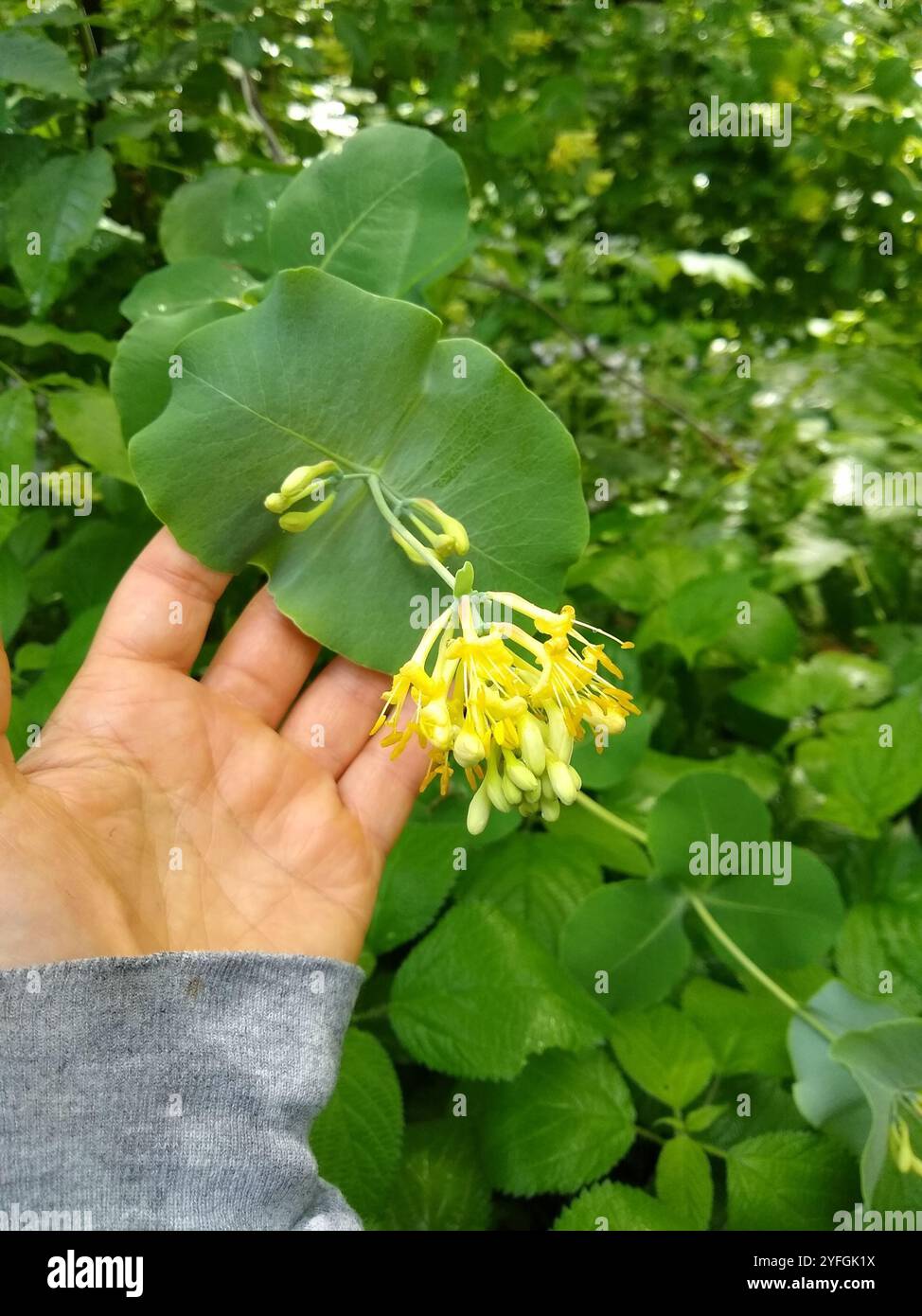 Grape Honeysuckle (Lonicera reticulata Stock Photo - Alamy