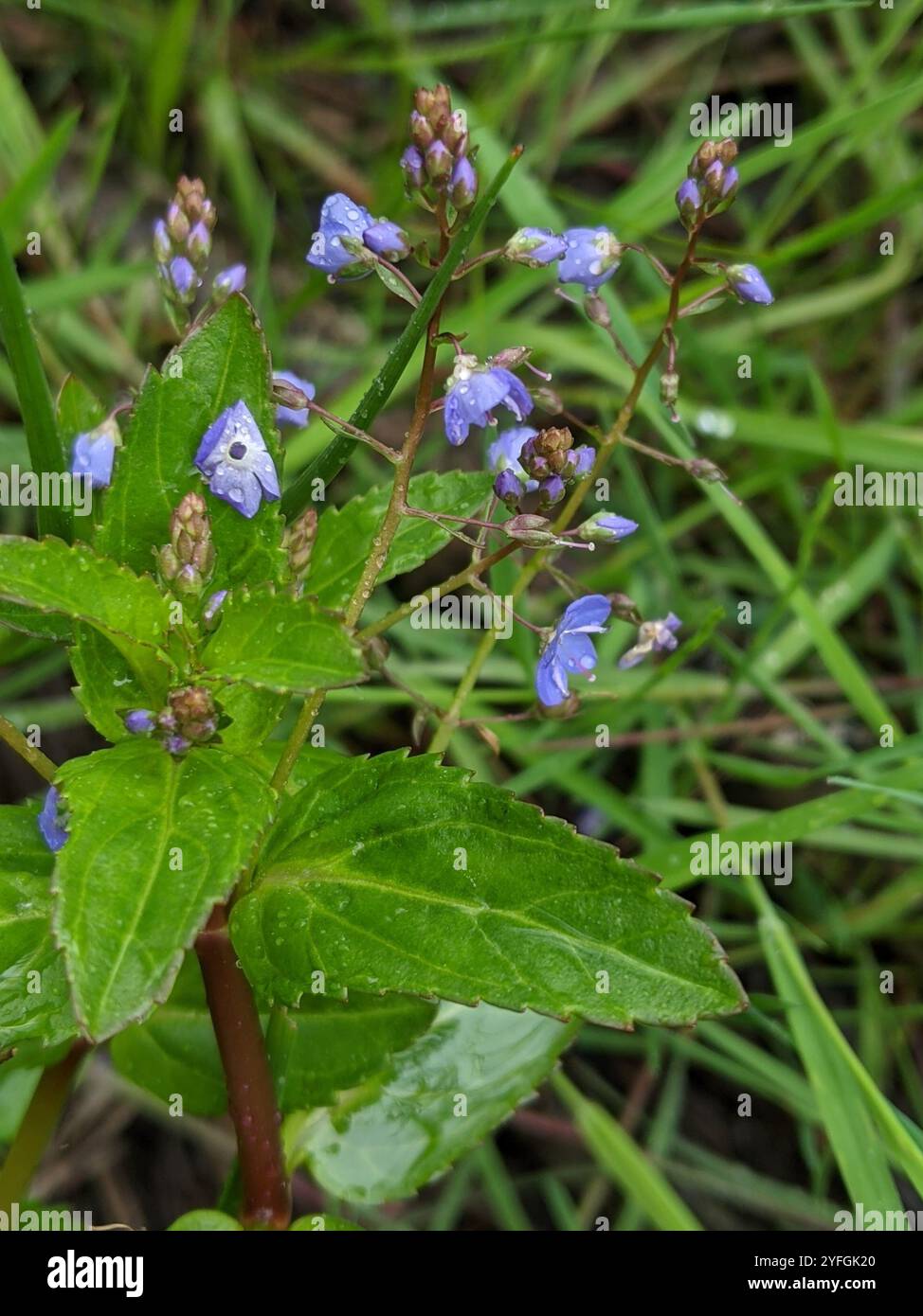 American brooklime (Veronica americana Stock Photo - Alamy